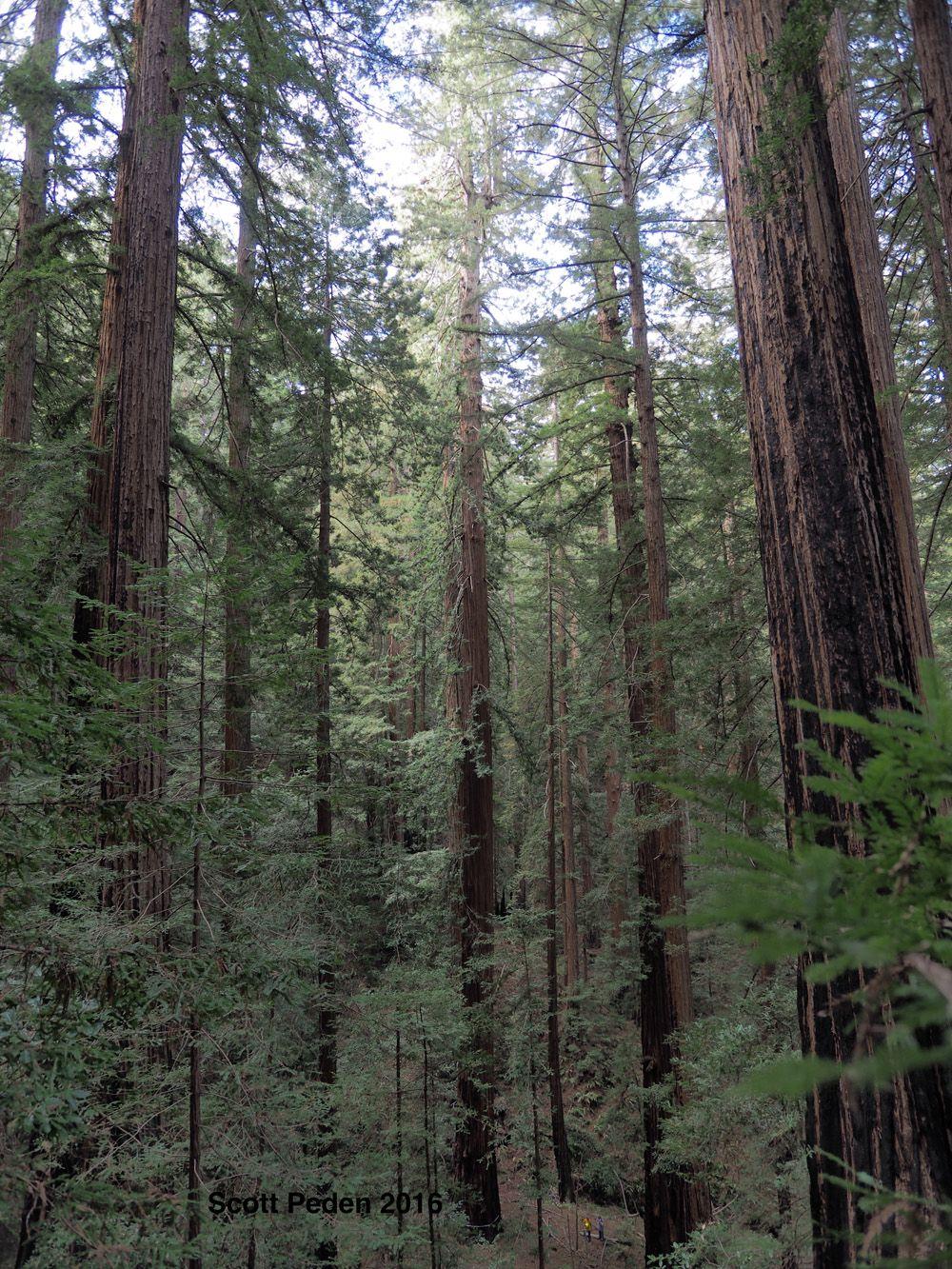 Santa Cruz Redwoods Wallpapers - Top Free Santa Cruz Redwoods ...