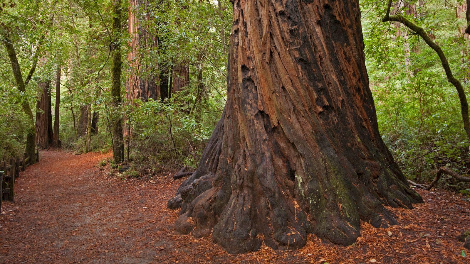 Santa Cruz Redwoods Wallpapers - Top Free Santa Cruz Redwoods ...