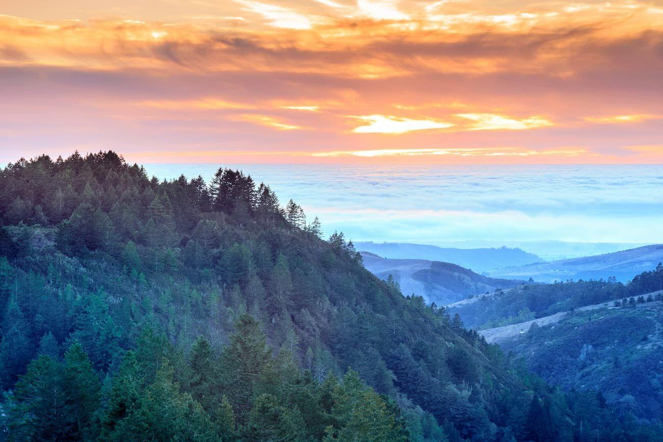 Santa Cruz Redwoods Wallpapers - Top Free Santa Cruz Redwoods ...