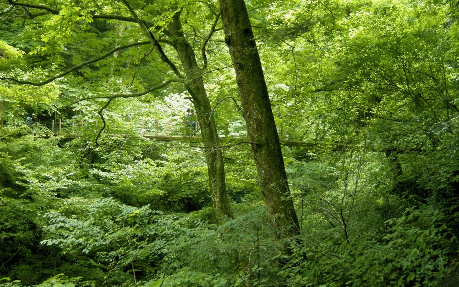 Green Japanese Wallpapers - Top Free Green Japanese Backgrounds ...