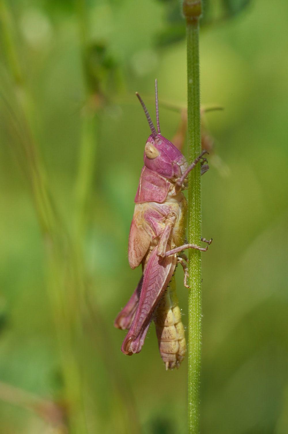 Cricket Insect Wallpapers - Top Free Cricket Insect Backgrounds ...