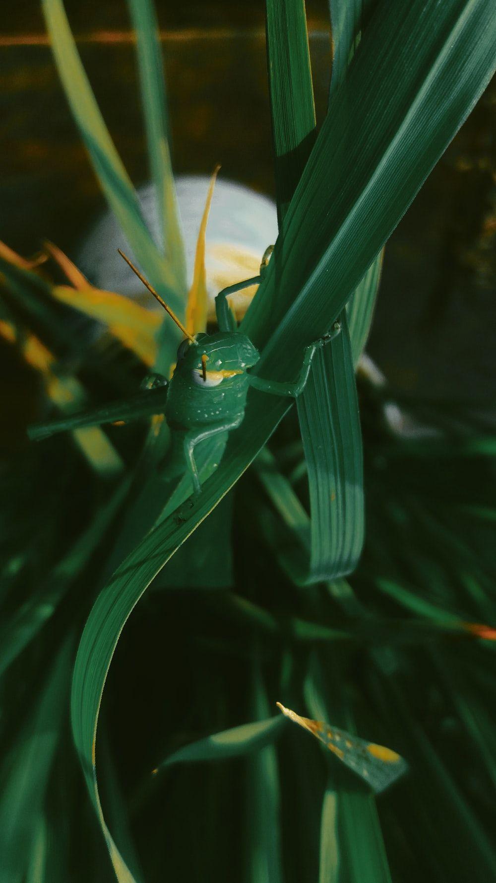 Cricket Insect Wallpapers - Top Free Cricket Insect Backgrounds ...