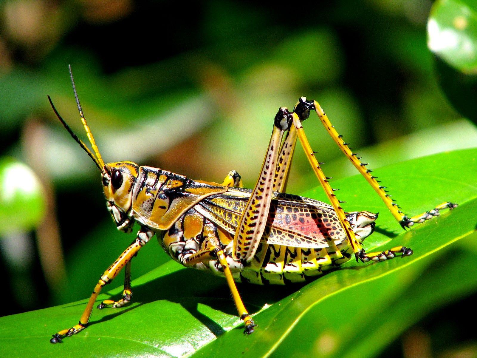 Cricket Insect Wallpapers - Top Free Cricket Insect Backgrounds ...