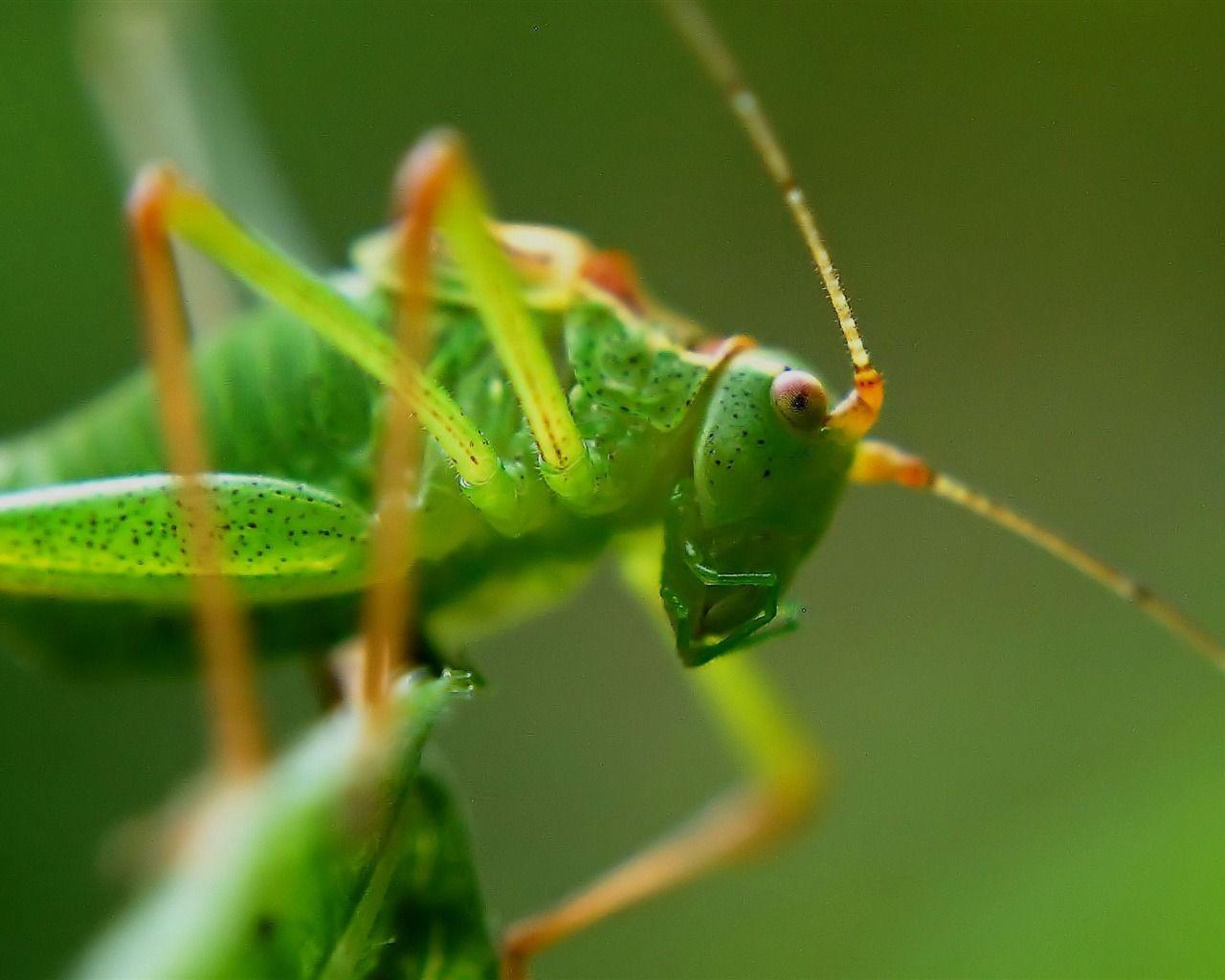 Cricket Insect Wallpapers - Top Free Cricket Insect Backgrounds ...