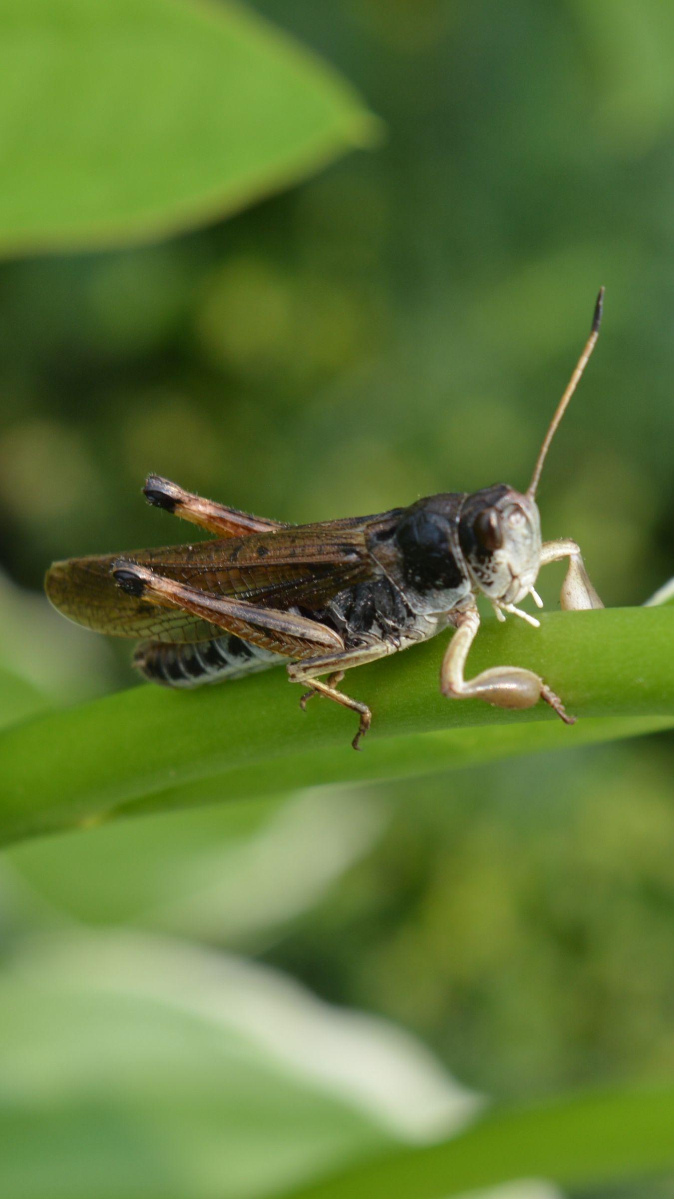 Cricket Insect Wallpapers - Top Free Cricket Insect Backgrounds ...