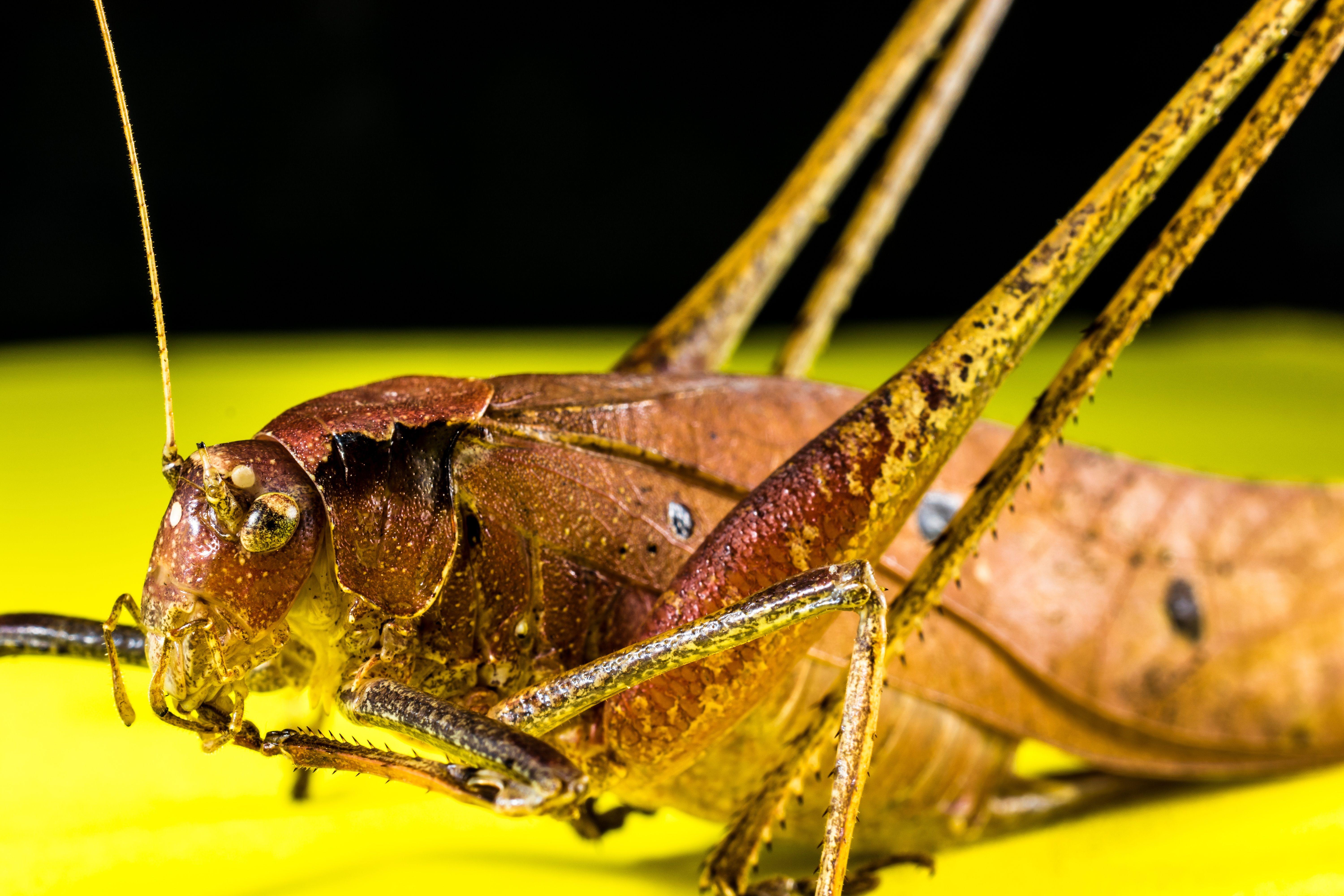 Cricket Insect Wallpapers - Top Free Cricket Insect Backgrounds ...