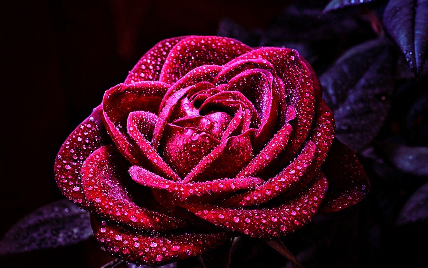 Cool Flowers Wallpapers - Top Free Cool Flowers Backgrounds ...