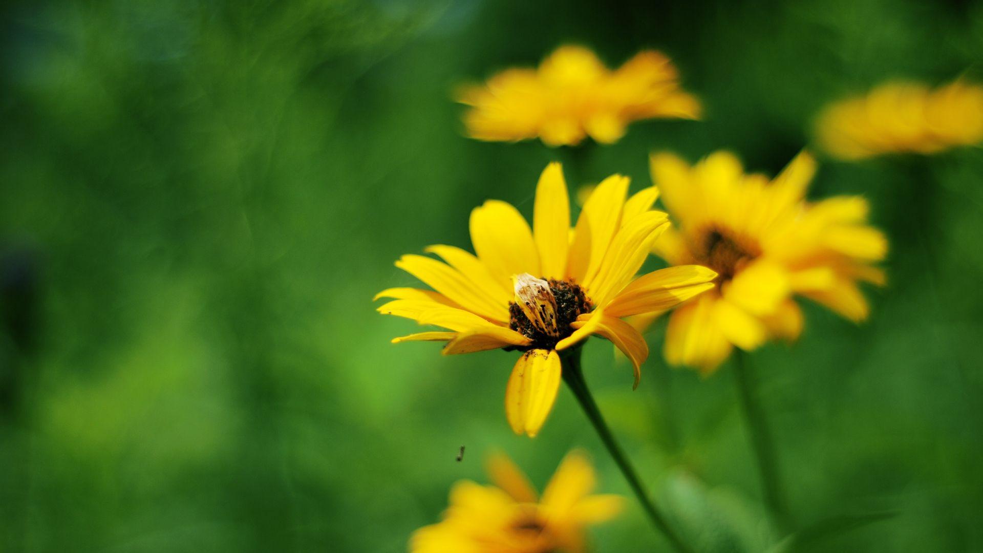 Cool Flowers Wallpapers - Top Free Cool Flowers Backgrounds ...