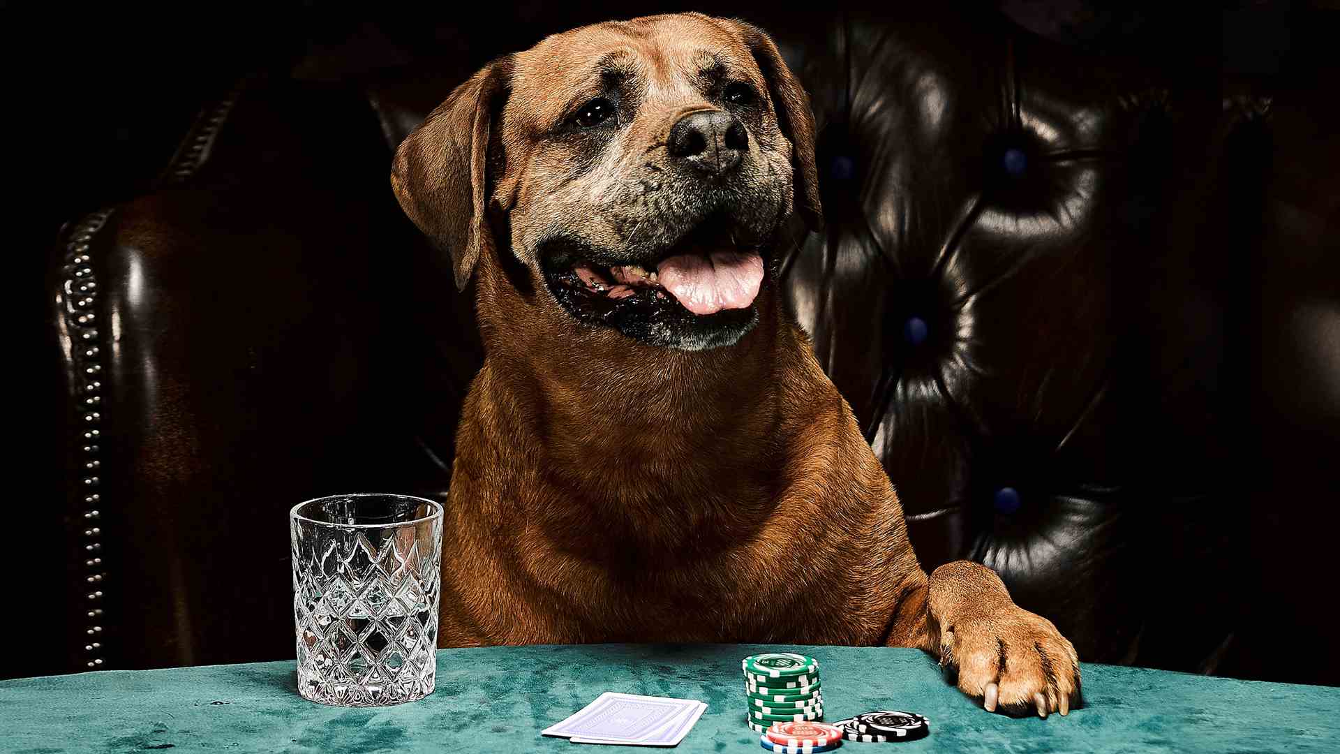 Dogs Playing Poker Wallpapers - Top Free Dogs Playing Poker Backgrounds ...
