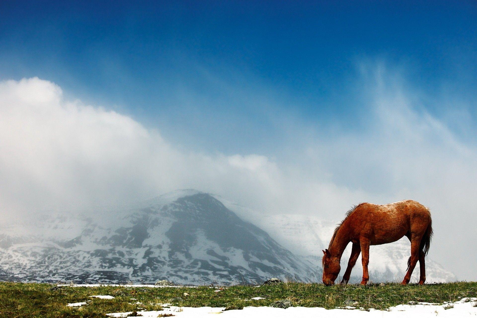 Horse Landscape Wallpapers - Top Free Horse Landscape Backgrounds ...
