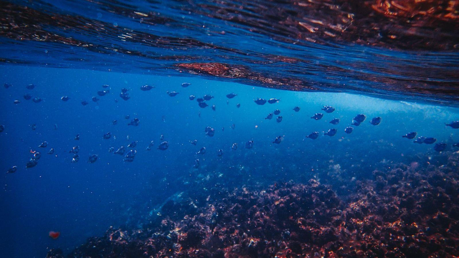 Ecosystem Wallpapers - Top Free Ecosystem Backgrounds - WallpaperAccess