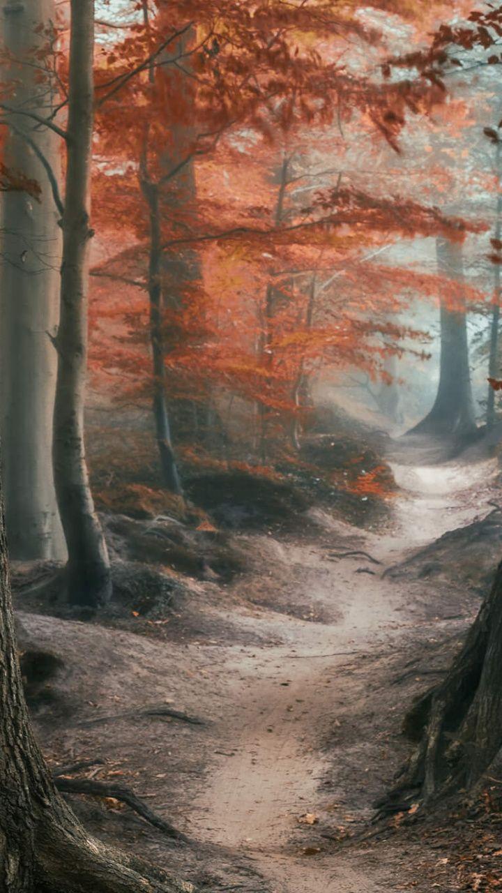 Ecosystem Wallpapers - Top Free Ecosystem Backgrounds - WallpaperAccess