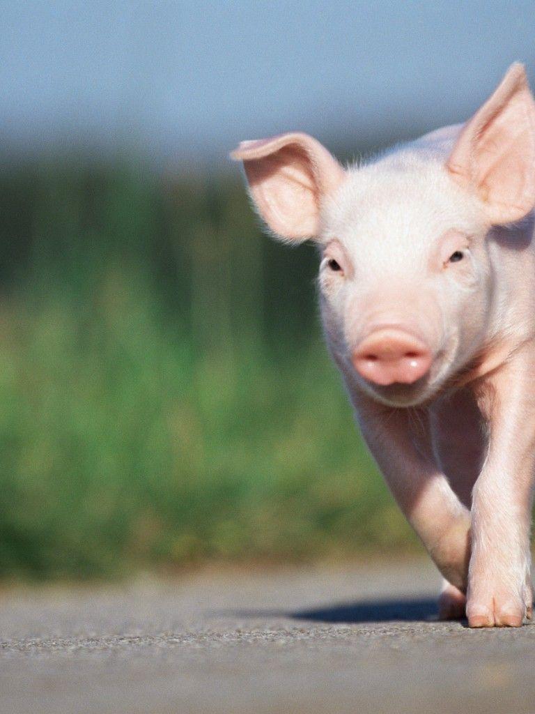 Cute Baby Pigs Wallpapers - Top Free Cute Baby Pigs Backgrounds ...