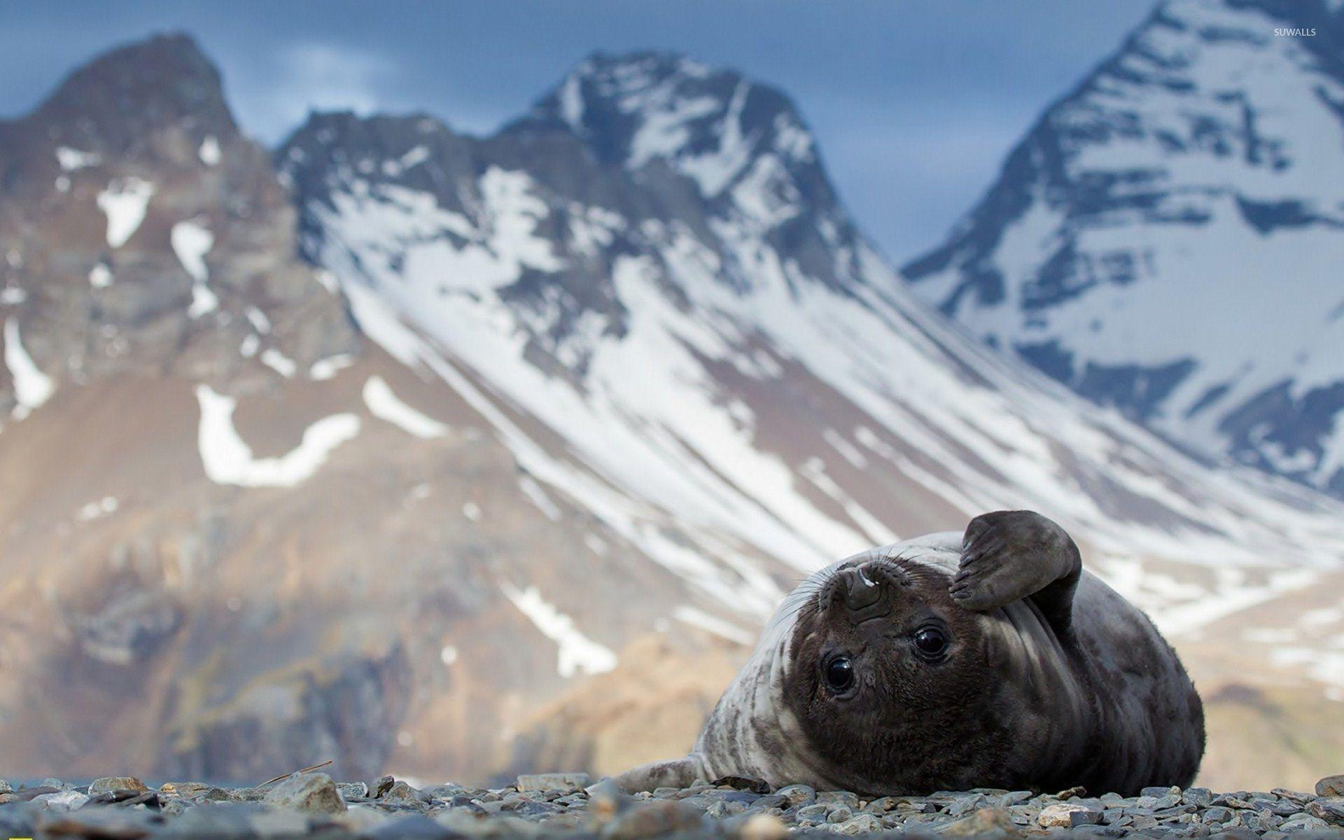 Cute Seal Wallpapers - Top Free Cute Seal Backgrounds - WallpaperAccess