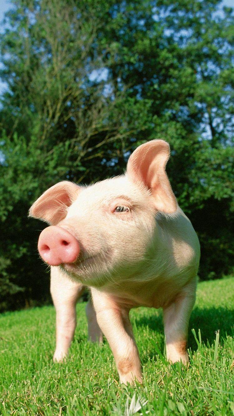 Cute Baby Pigs Wallpapers - Top Free Cute Baby Pigs Backgrounds ...