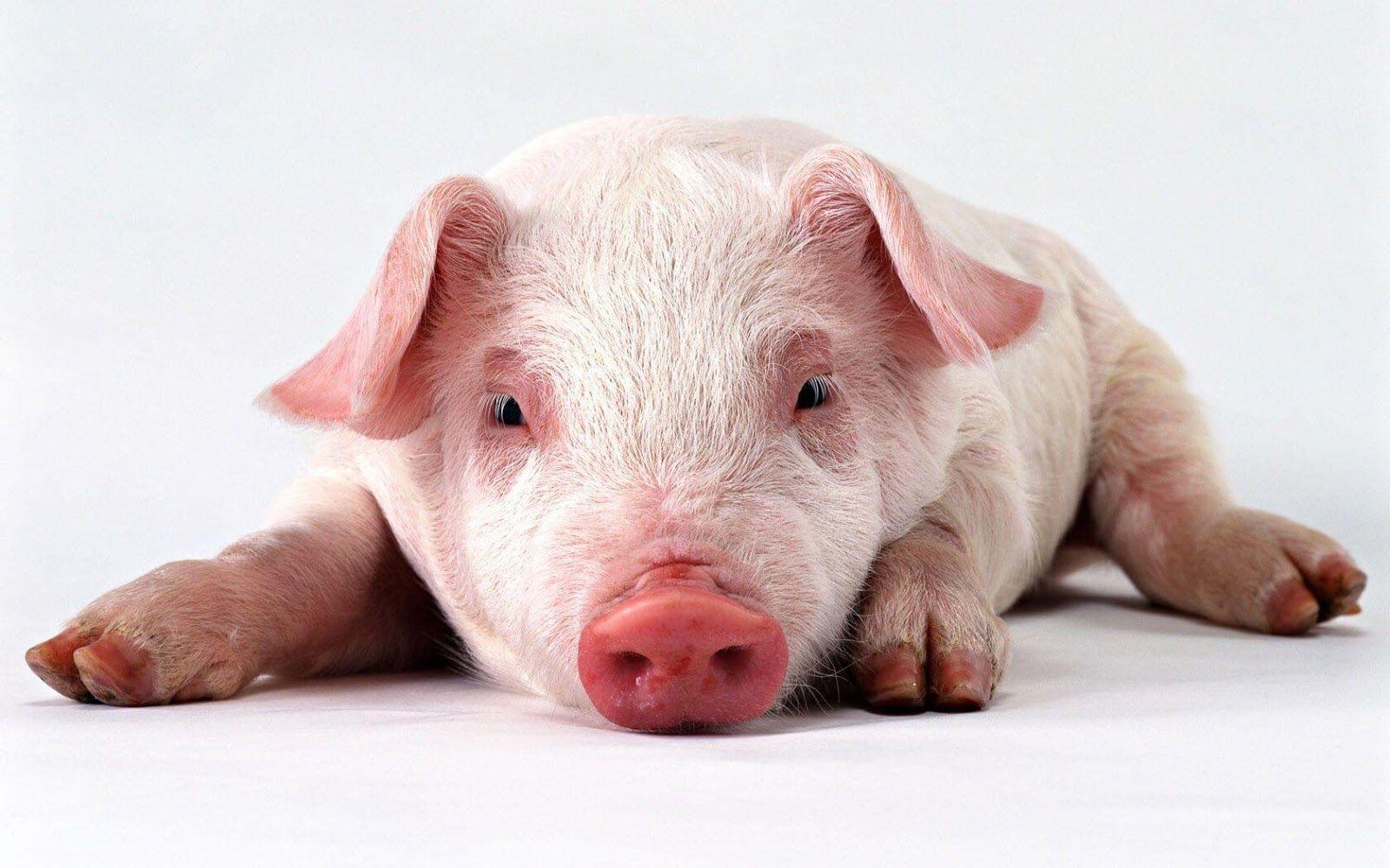 Cute Baby Pigs Wallpapers - Top Free Cute Baby Pigs Backgrounds ...