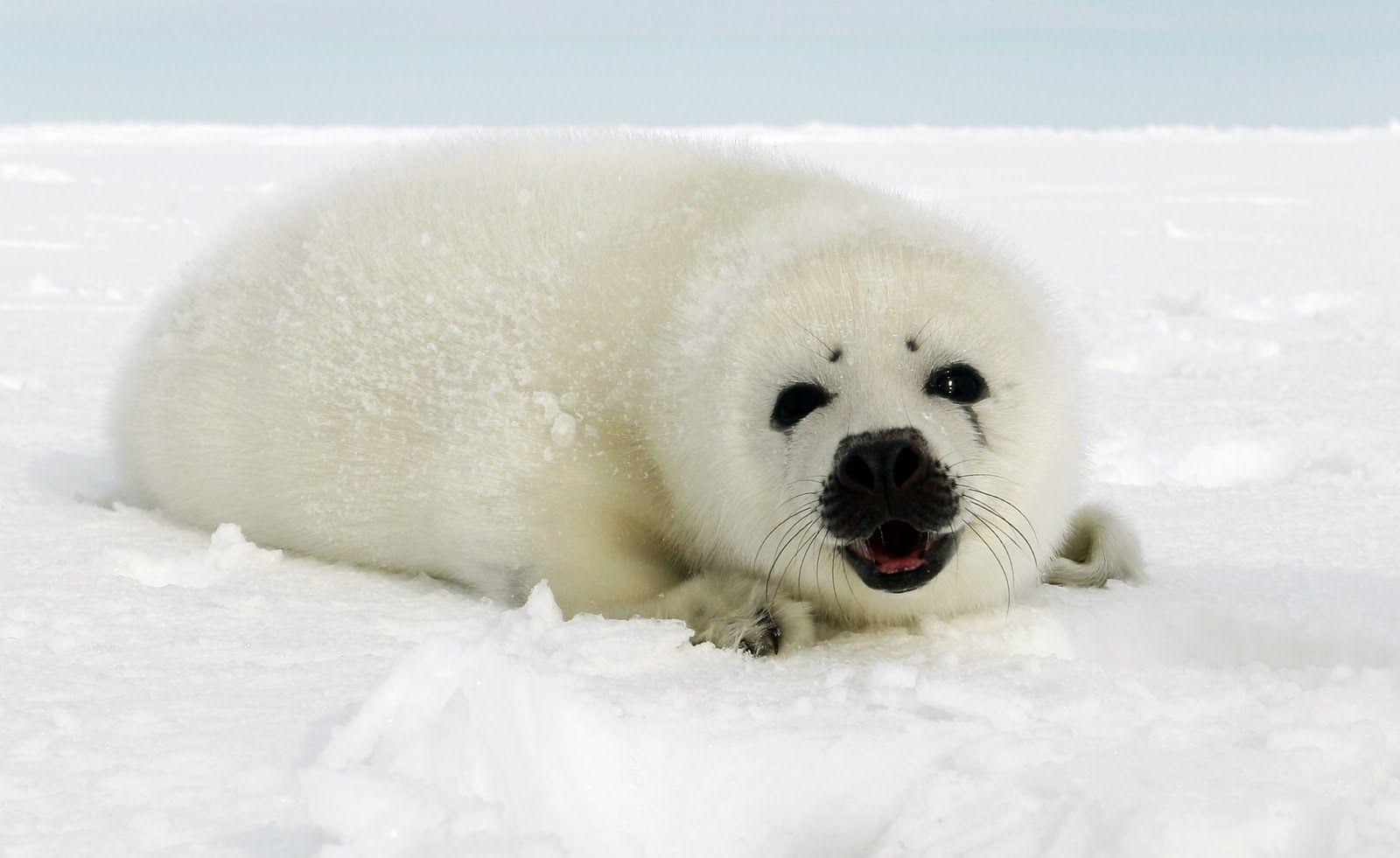 Cute Seal Wallpapers - Top Free Cute Seal Backgrounds - WallpaperAccess