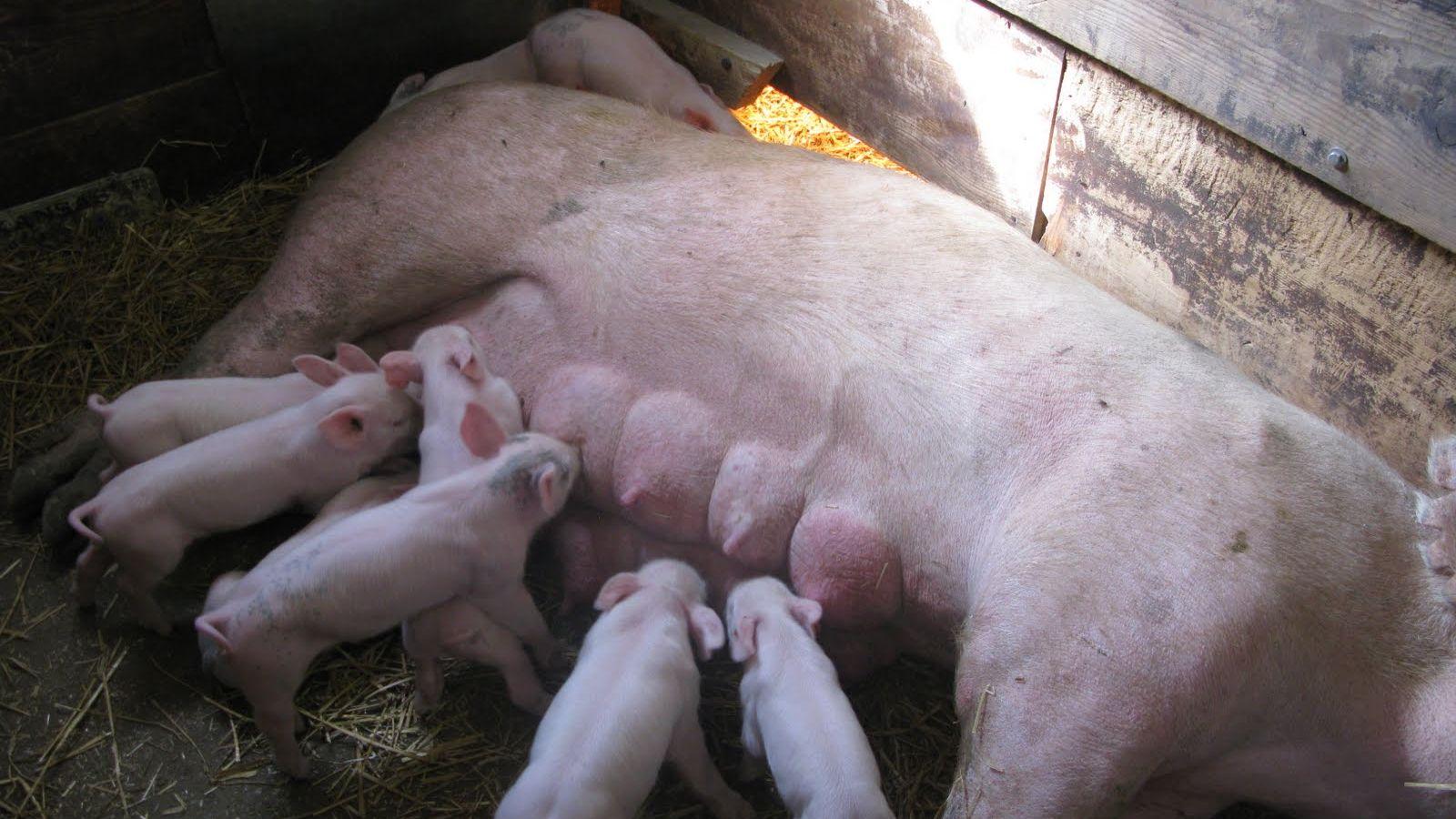 Cute Baby Pigs Wallpapers - Top Free Cute Baby Pigs Backgrounds ...