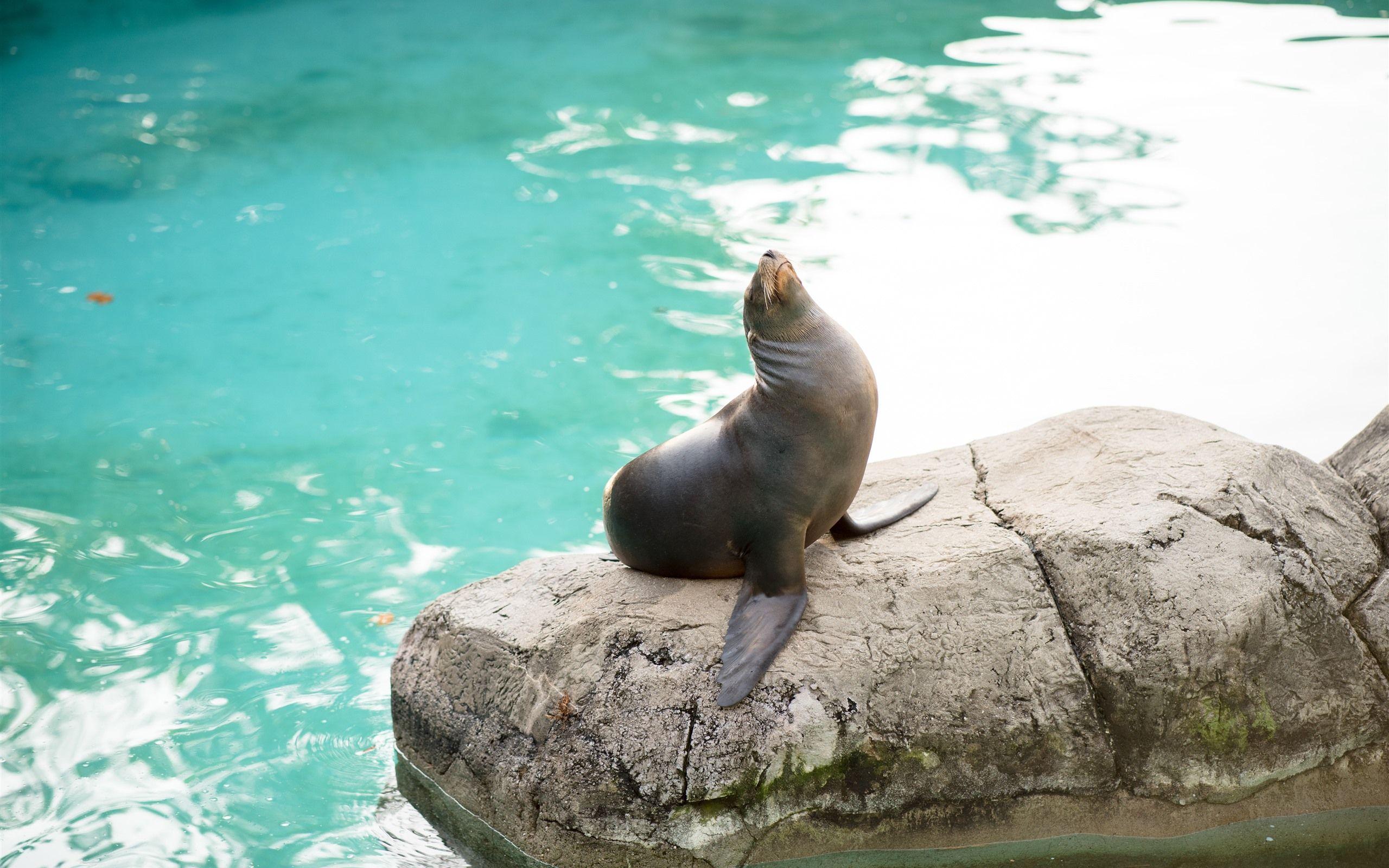 Cute Seal Wallpapers - Top Free Cute Seal Backgrounds - WallpaperAccess