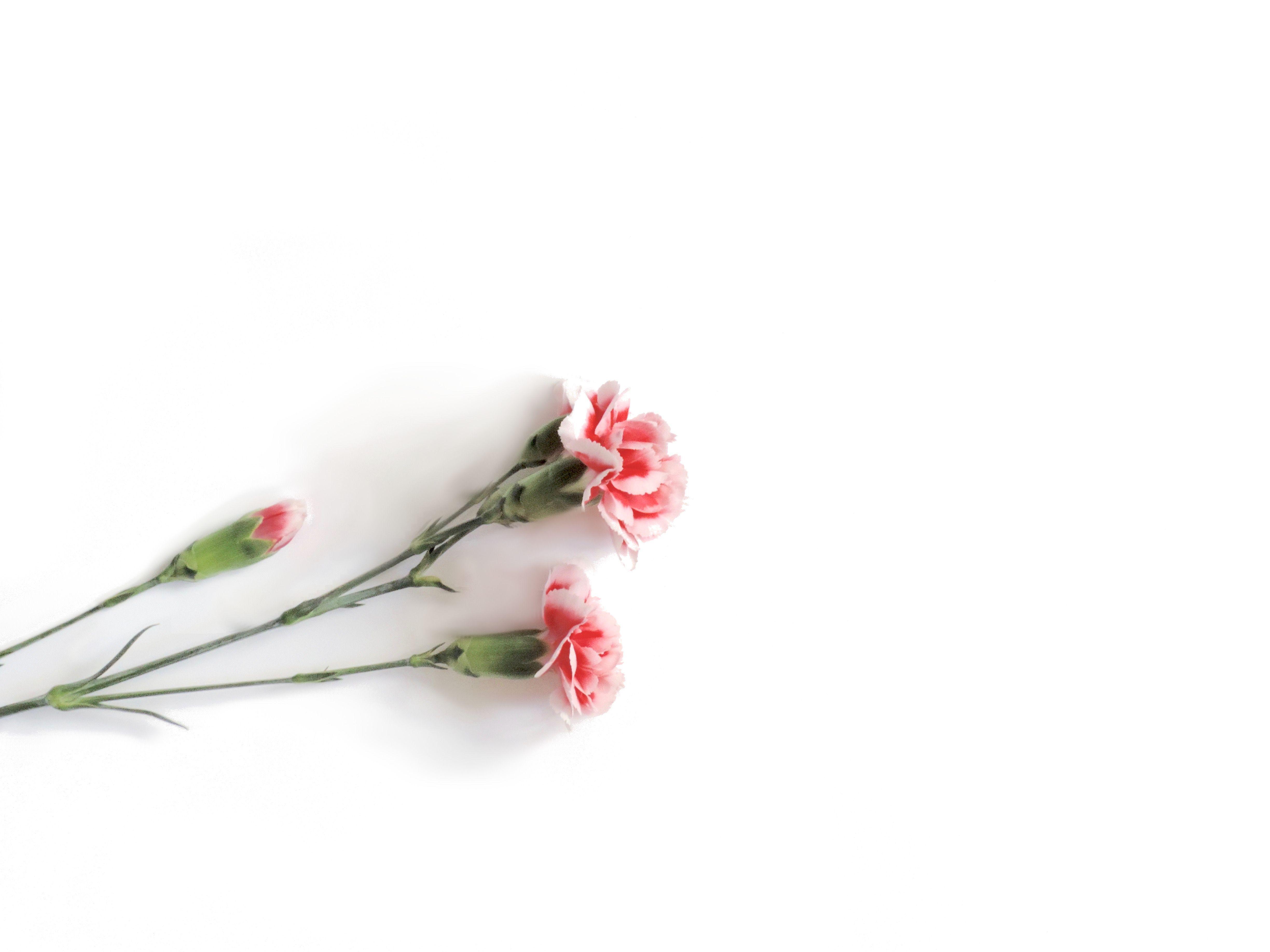 Flower Minimalist Desktop Wallpapers - Top Free Flower Minimalist ...