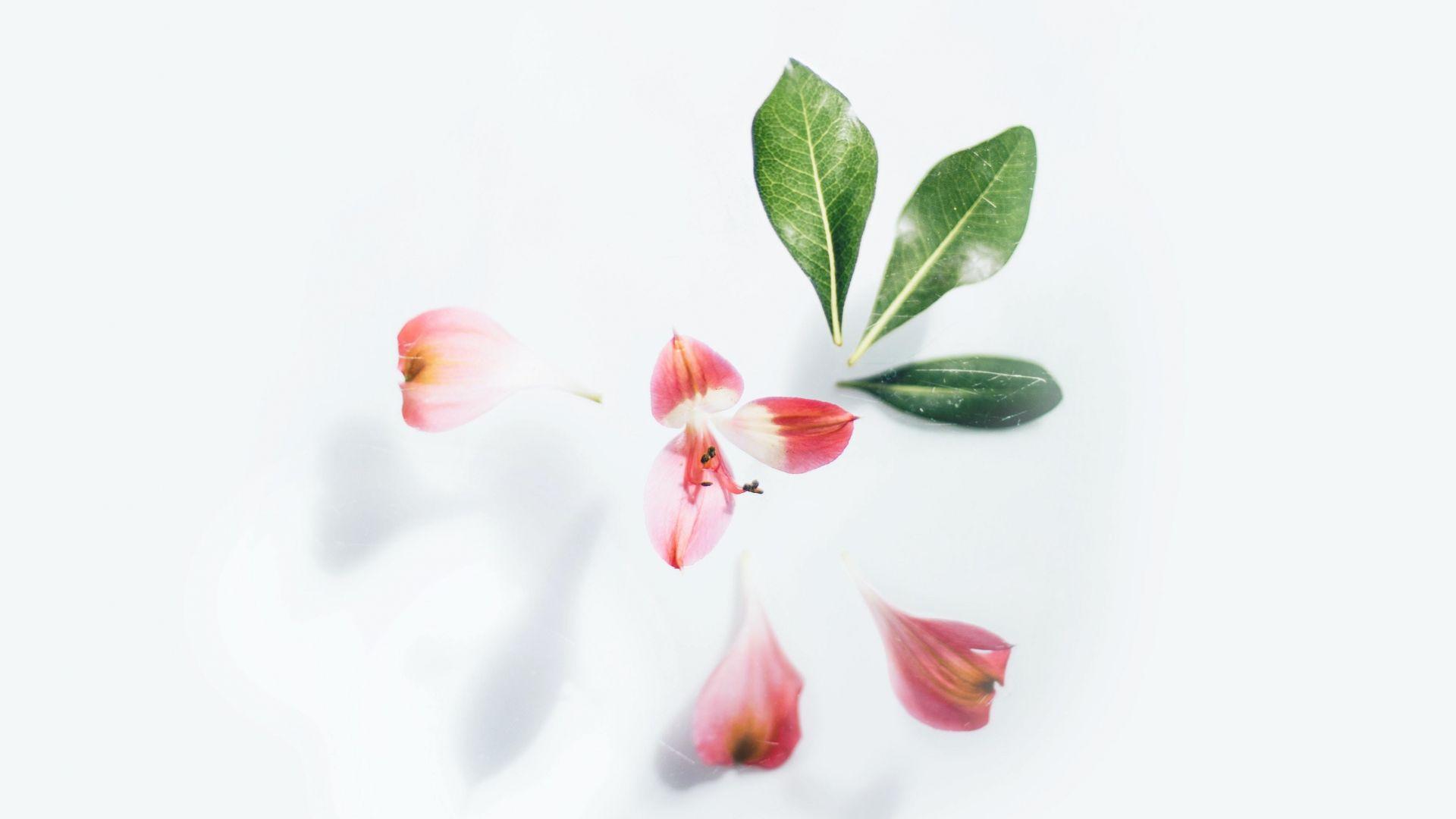 Flower Minimalist Desktop Wallpapers - Top Free Flower Minimalist ...