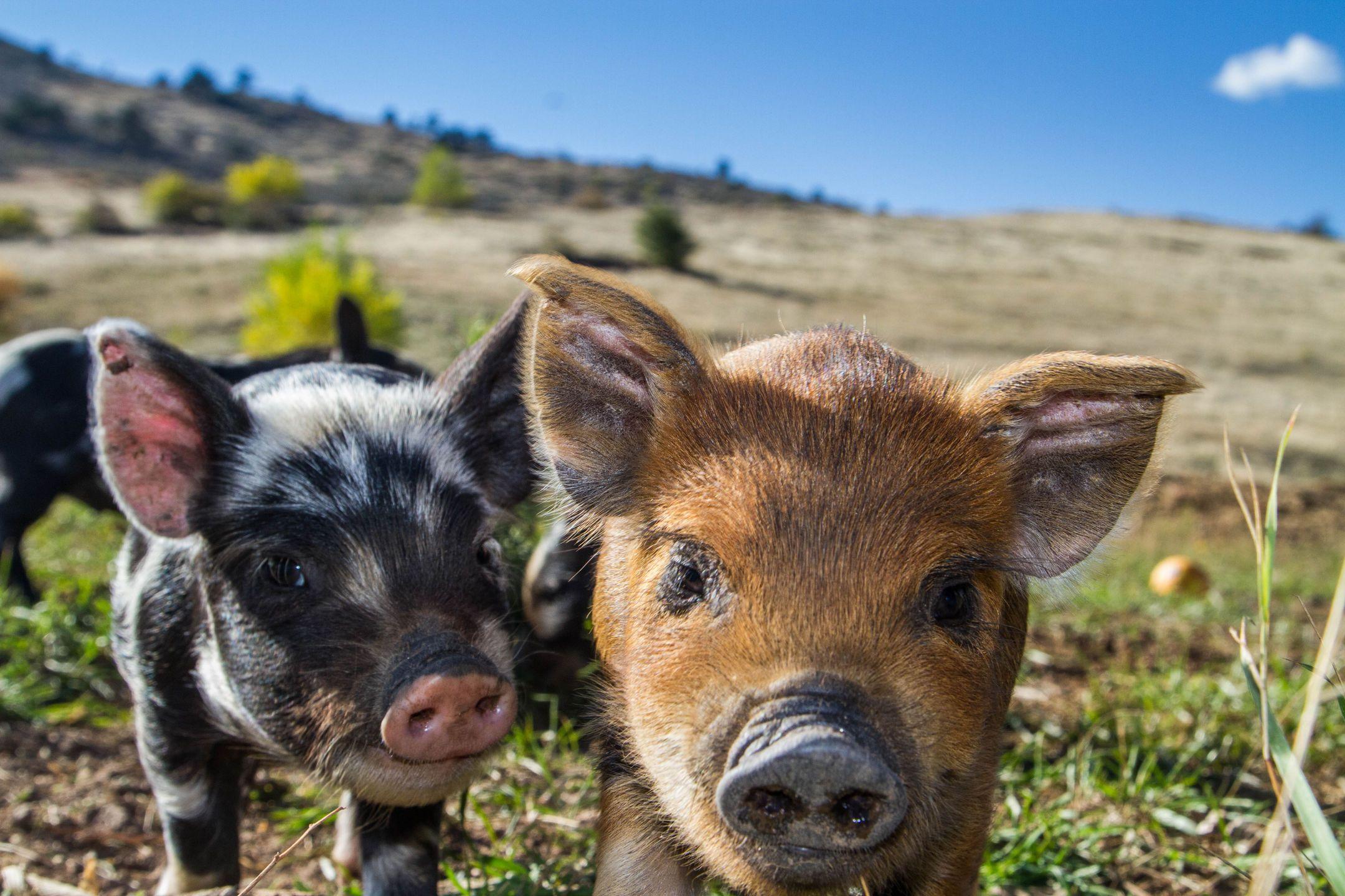 Cute Baby Pigs Wallpapers - Top Free Cute Baby Pigs Backgrounds ...