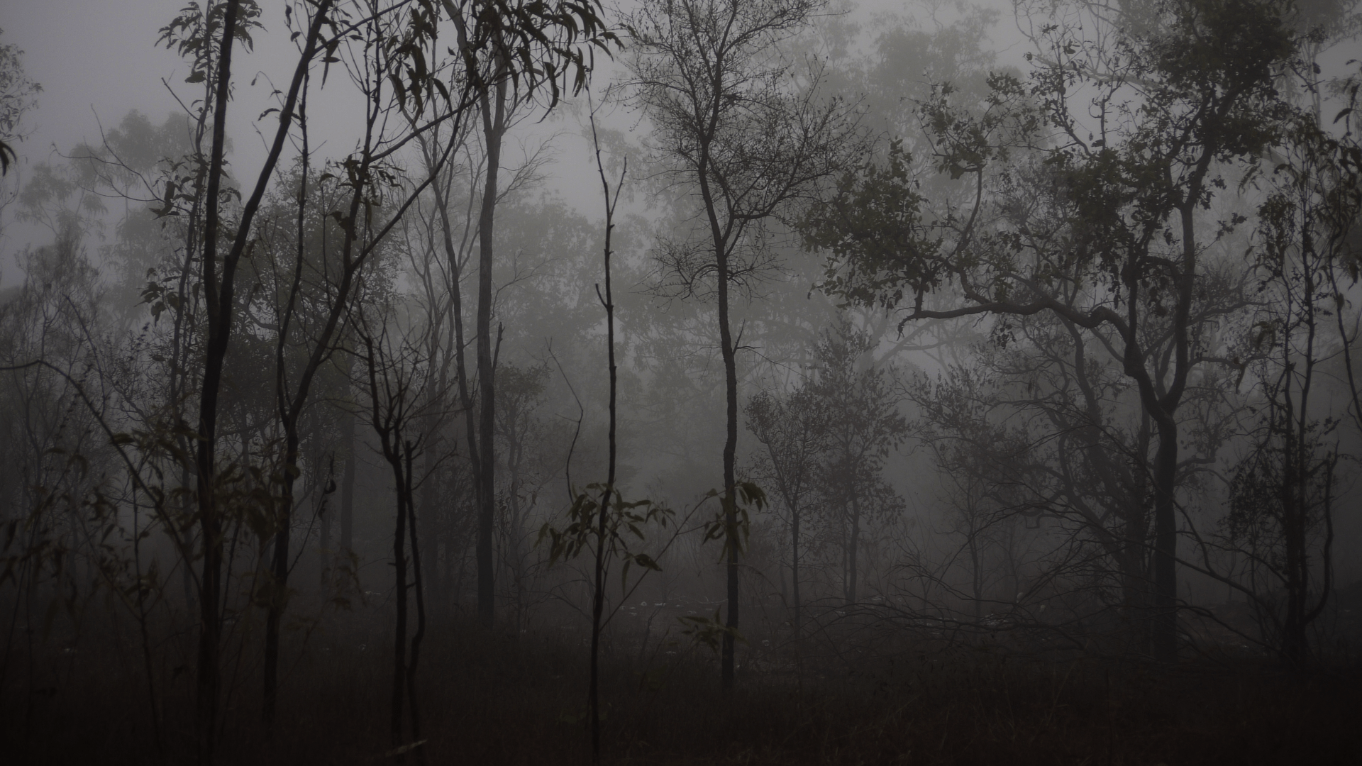 HALLOWEEN TREE Wallpapers - Top Free HALLOWEEN TREE Backgrounds ...