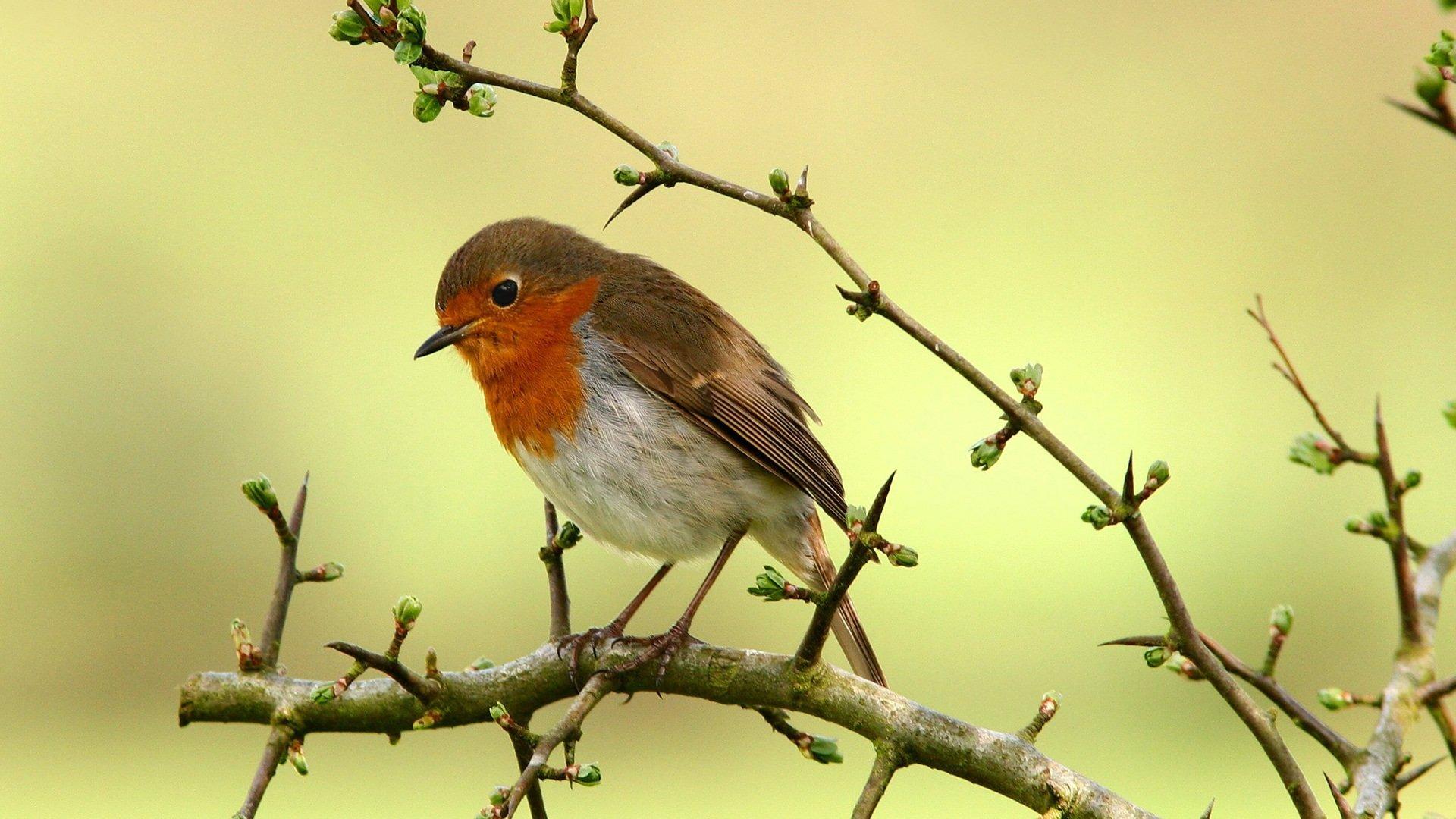Robin Desktop Wallpapers - Top Free Robin Desktop Backgrounds ...