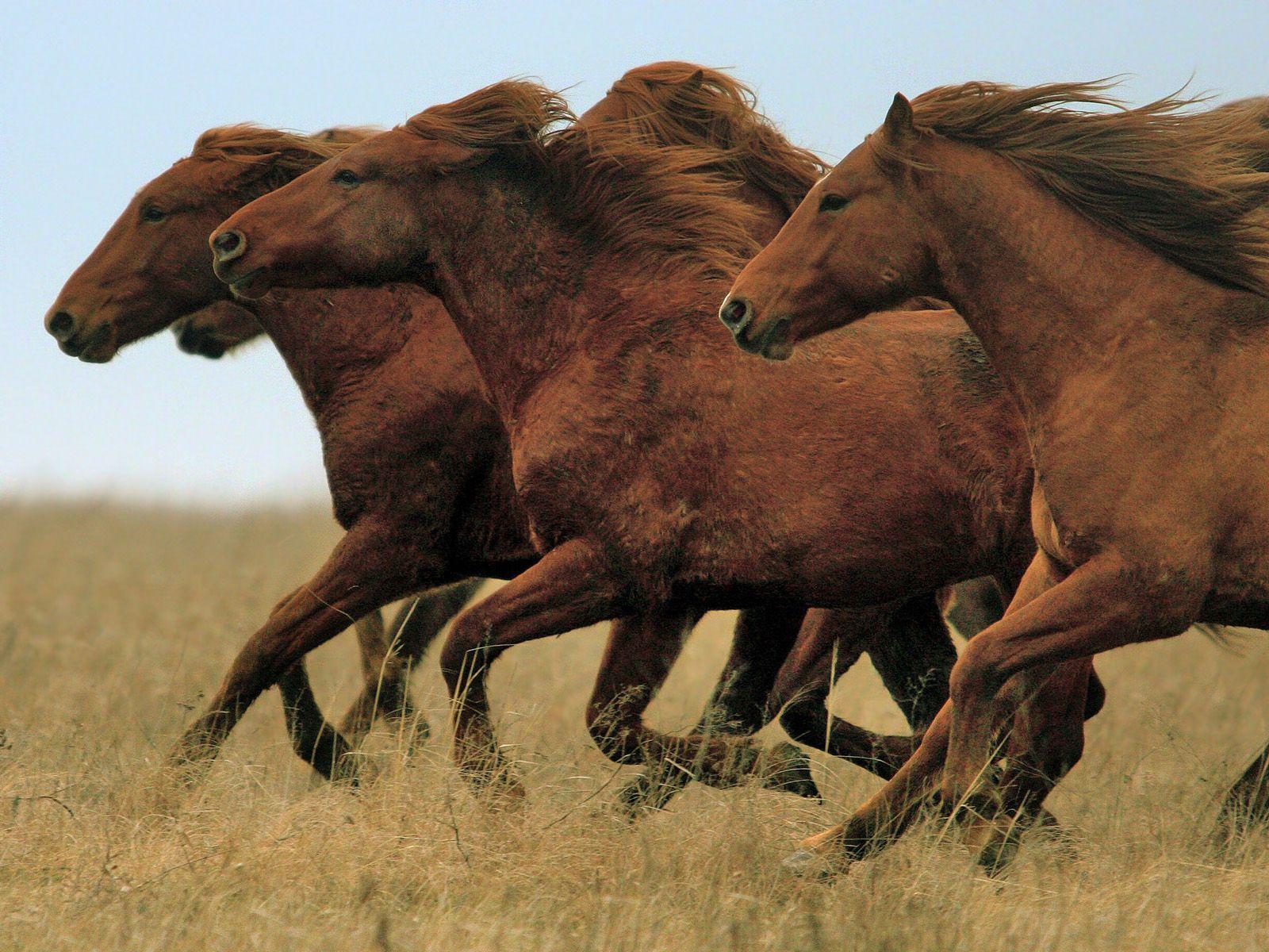 Beautiful Horses Running Wild Wallpapers - Top Free Beautiful Horses ...