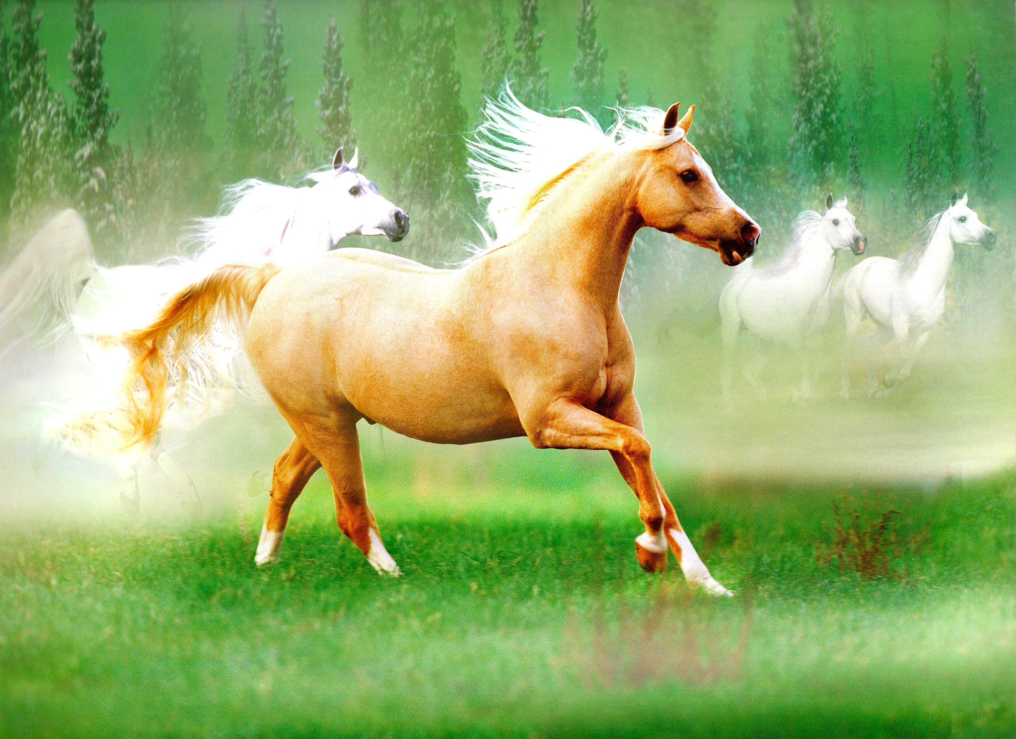 Beautiful Horses Running Wild Wallpapers - Top Free Beautiful Horses ...