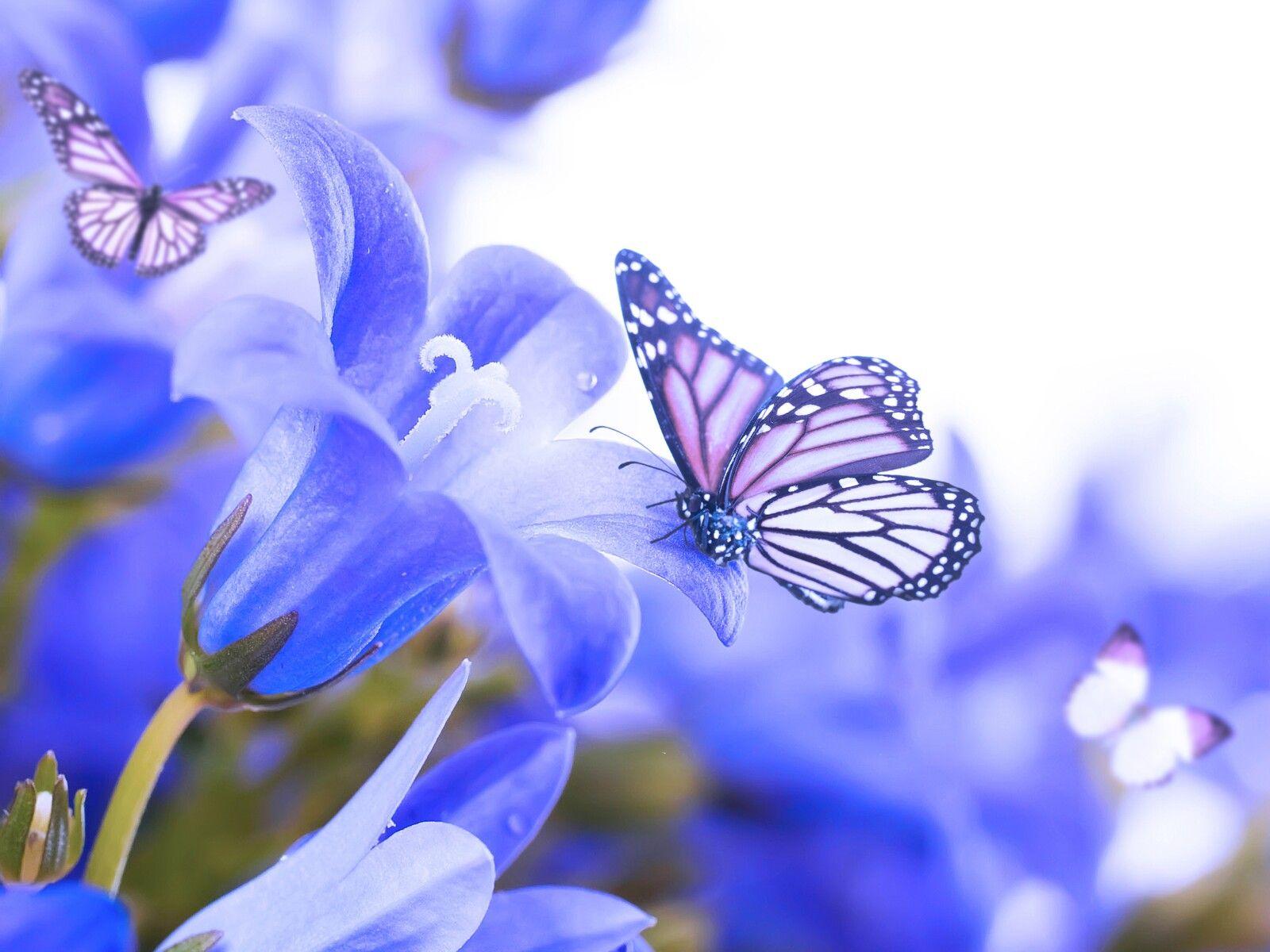 Beautiful Magic Wallpapers - Top Free Beautiful Magic Backgrounds ...