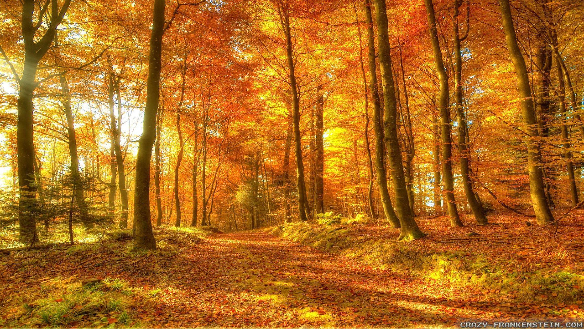 Fall Wood Wallpapers - Top Free Fall Wood Backgrounds - WallpaperAccess