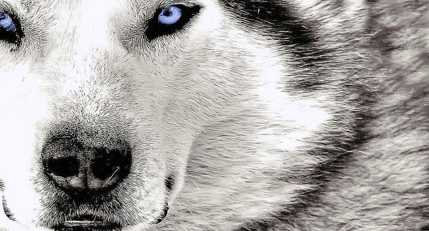 Wolf Black and White Wallpapers - Top Free Wolf Black and White ...