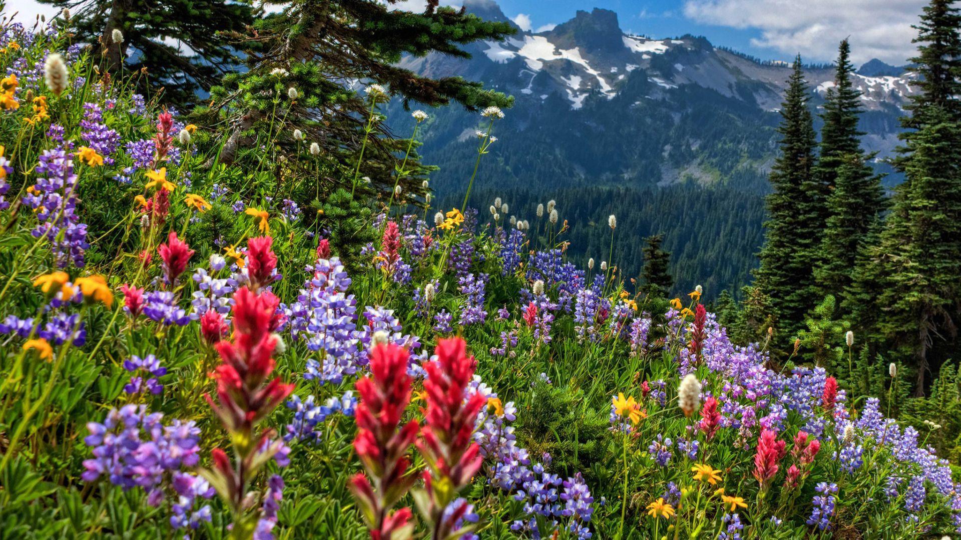 Mountains Flowers Wild Wallpapers - Top Free Mountains Flowers Wild ...