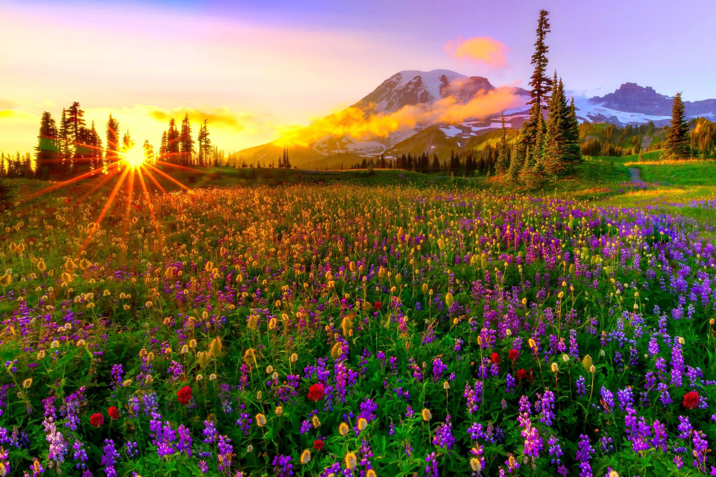 Mountains Flowers Wild Wallpapers - Top Free Mountains Flowers Wild ...