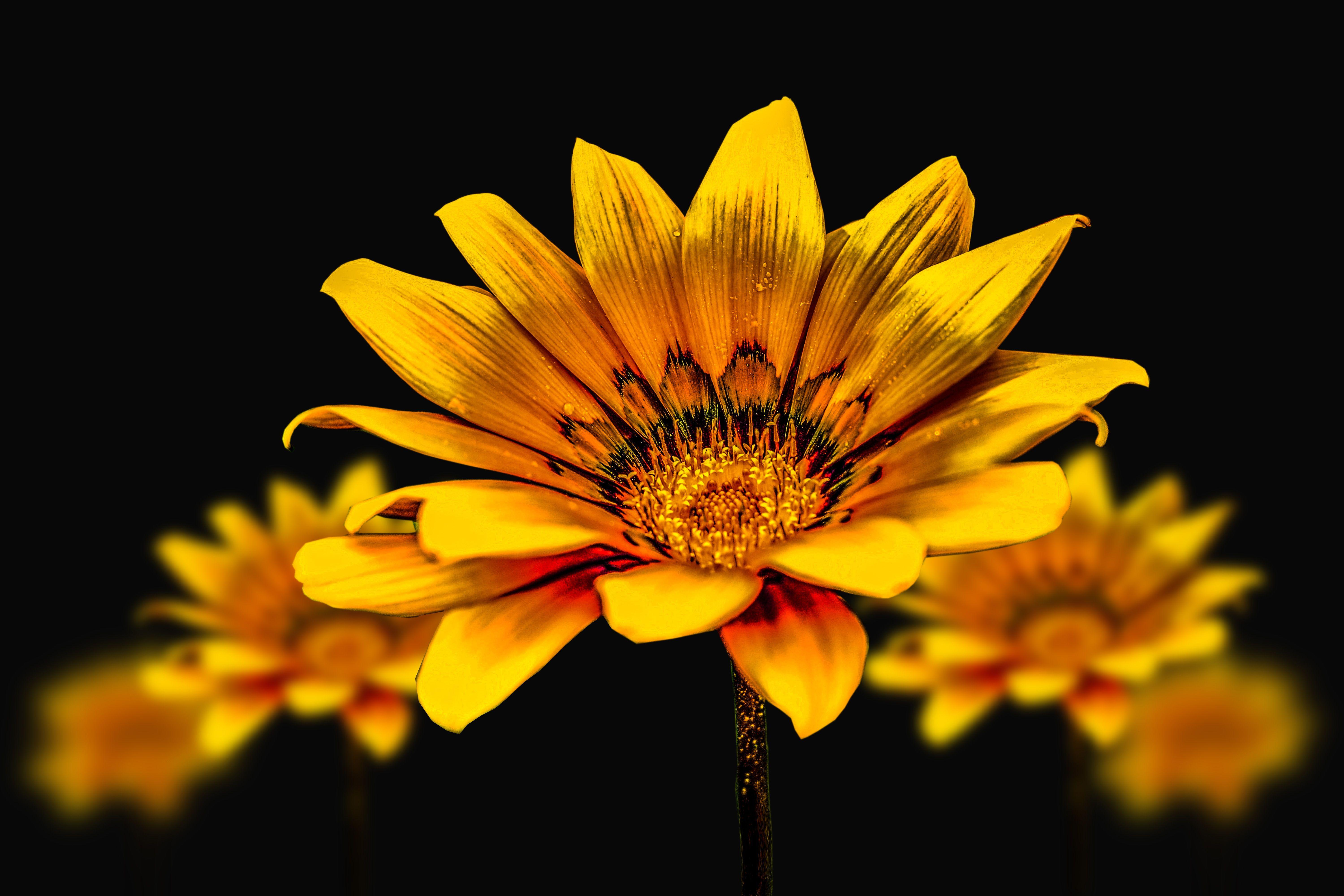 Golden Flower Wallpapers - Top Free Golden Flower Backgrounds ...