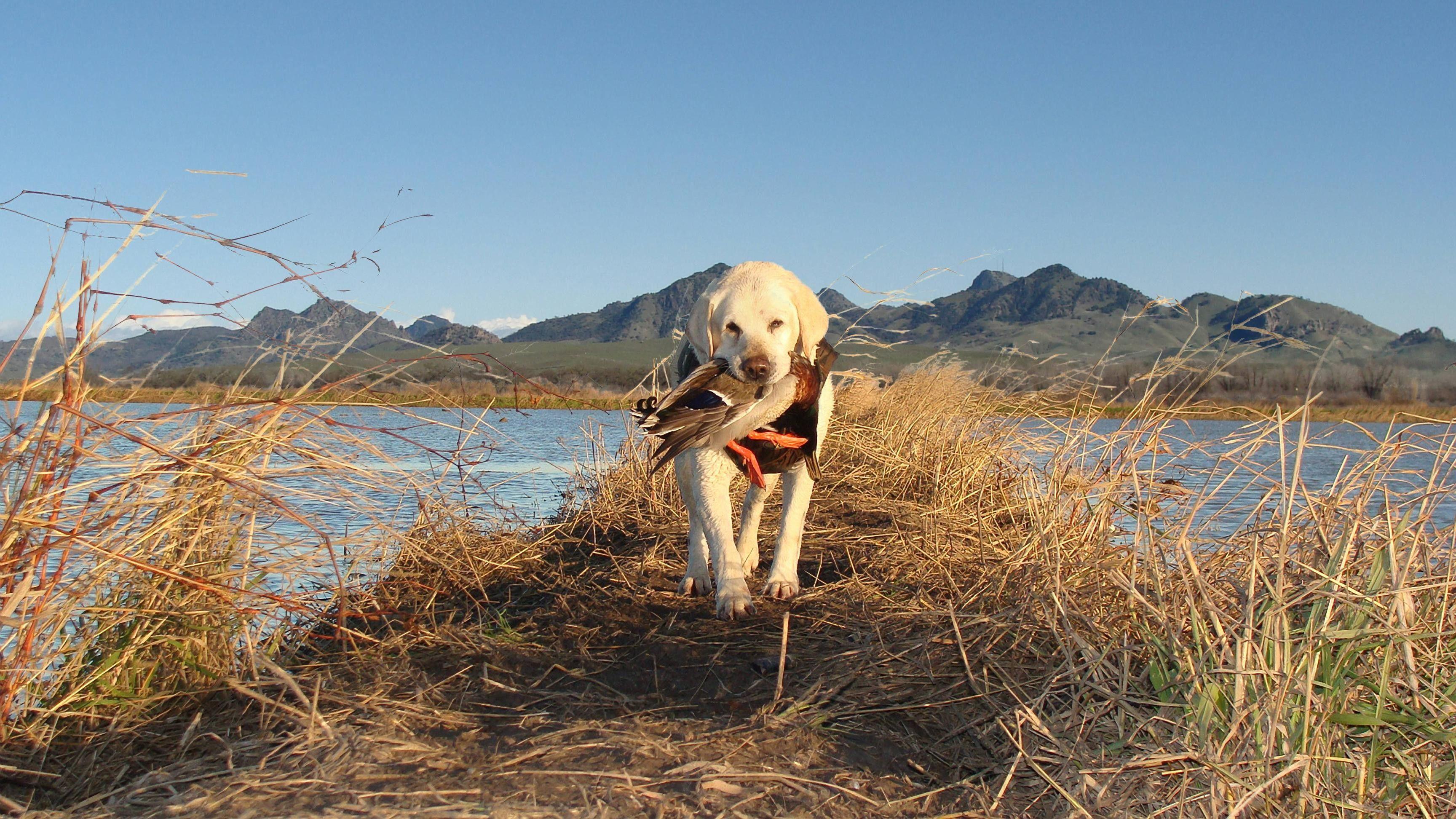 Pheasant Hunting Desktop Wallpapers - Top Free Pheasant Hunting Desktop ...