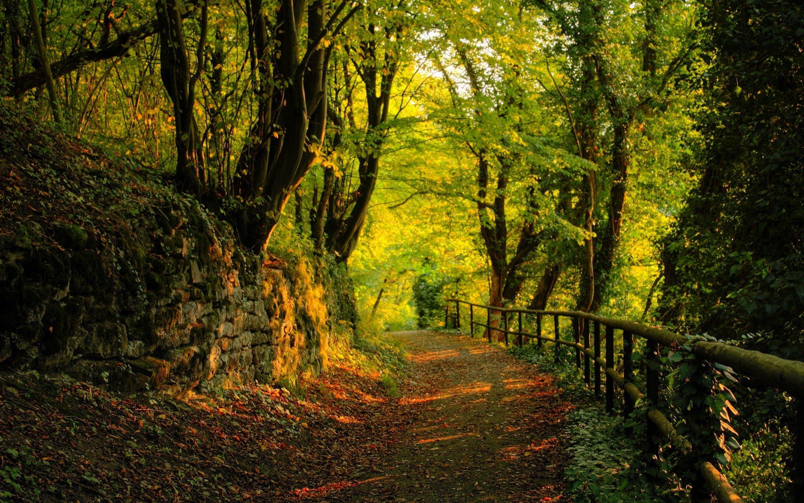 Celtic Forest Wallpapers - Top Free Celtic Forest Backgrounds ...