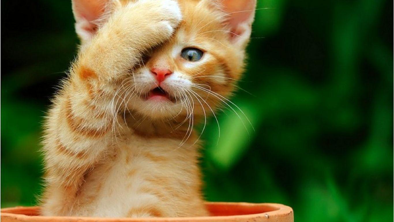 Crazy Cat Desktop Wallpapers - Top Free Crazy Cat Desktop Backgrounds ...