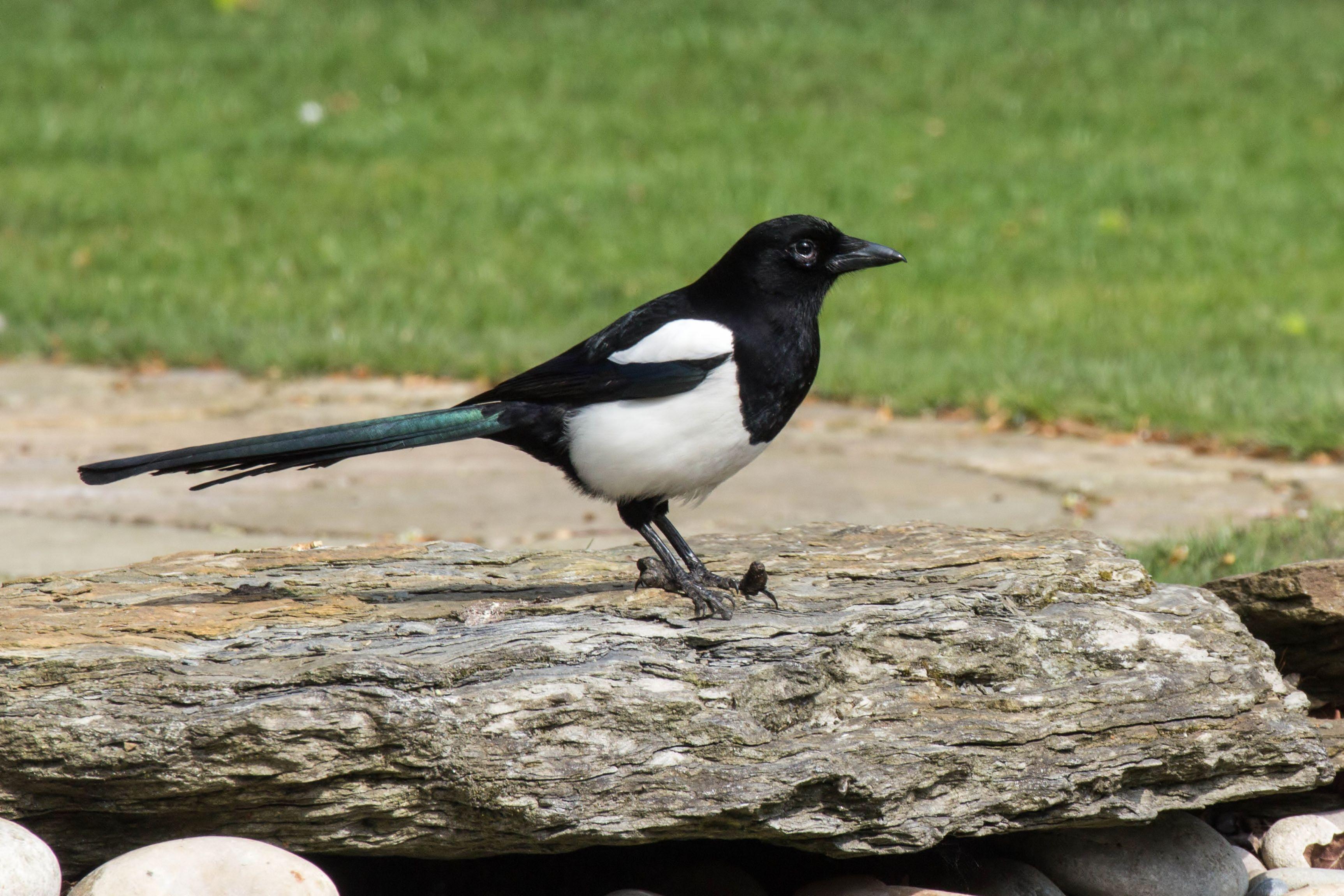 Magpie Wallpapers - Top Free Magpie Backgrounds - WallpaperAccess