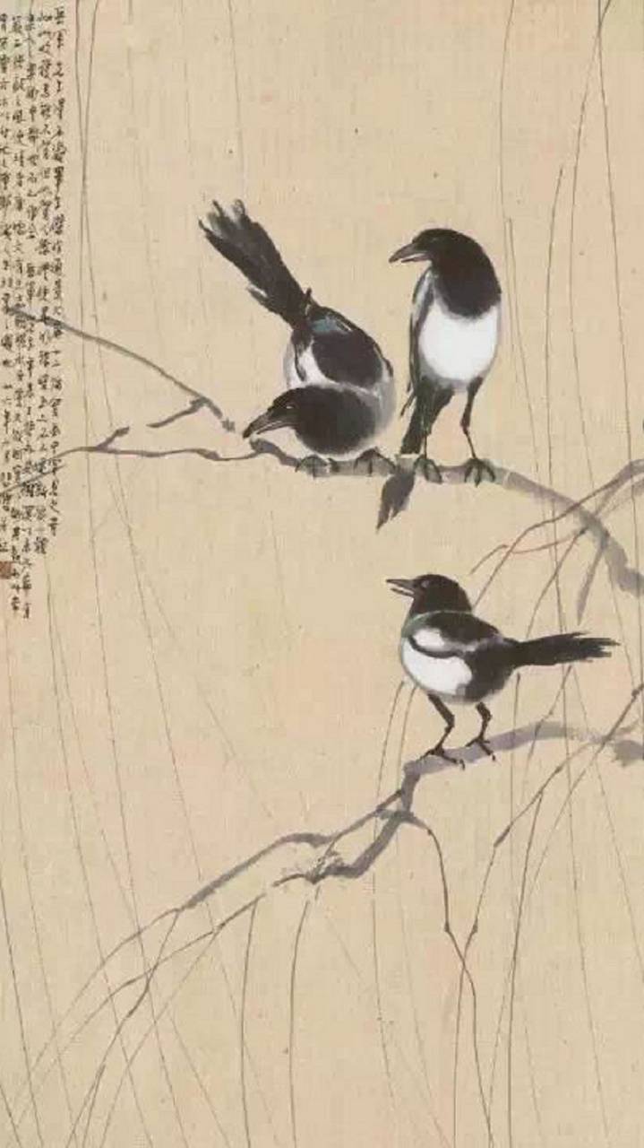 Magpie Wallpapers - Top Free Magpie Backgrounds - WallpaperAccess