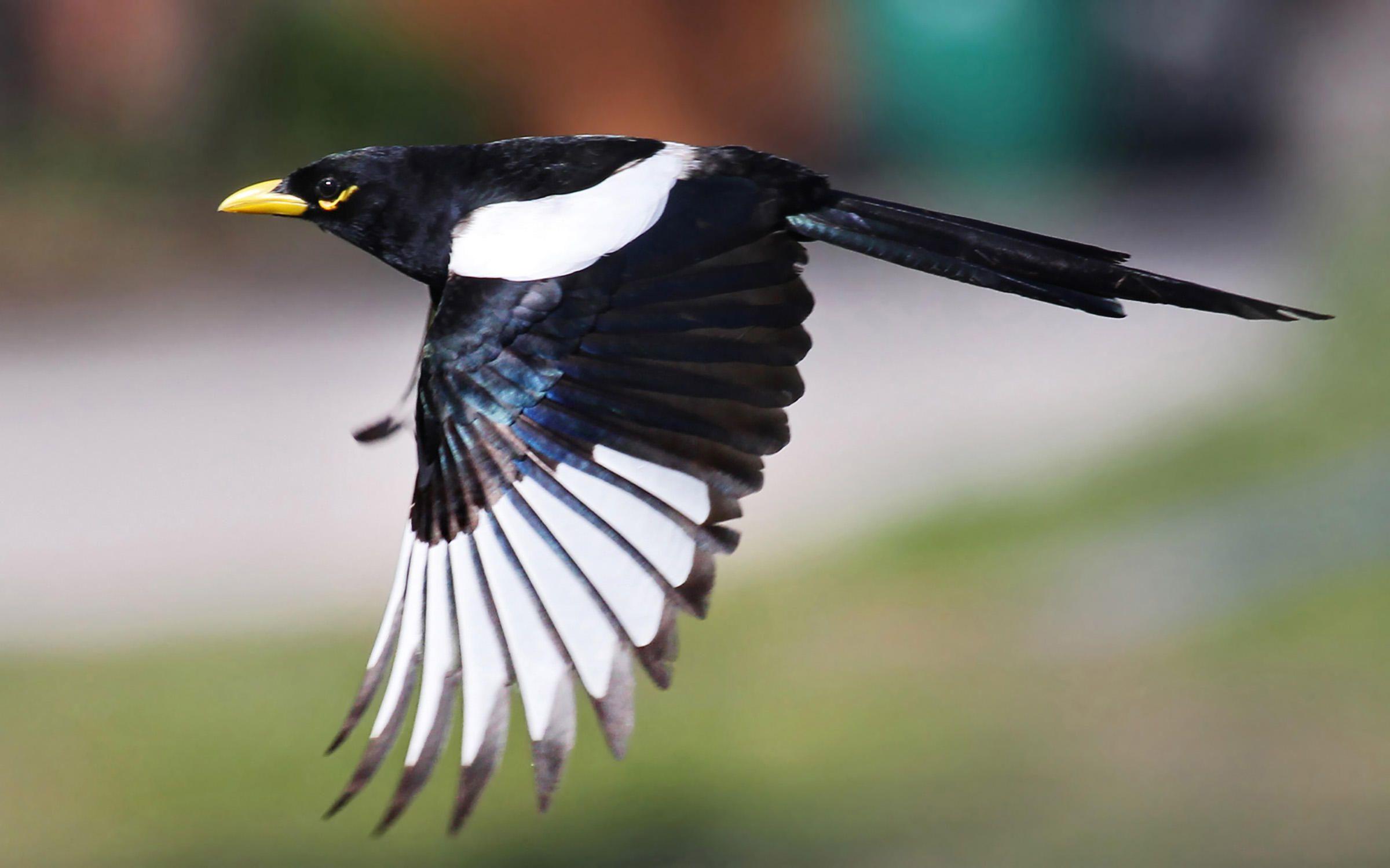 Magpie Wallpapers - Top Free Magpie Backgrounds - WallpaperAccess