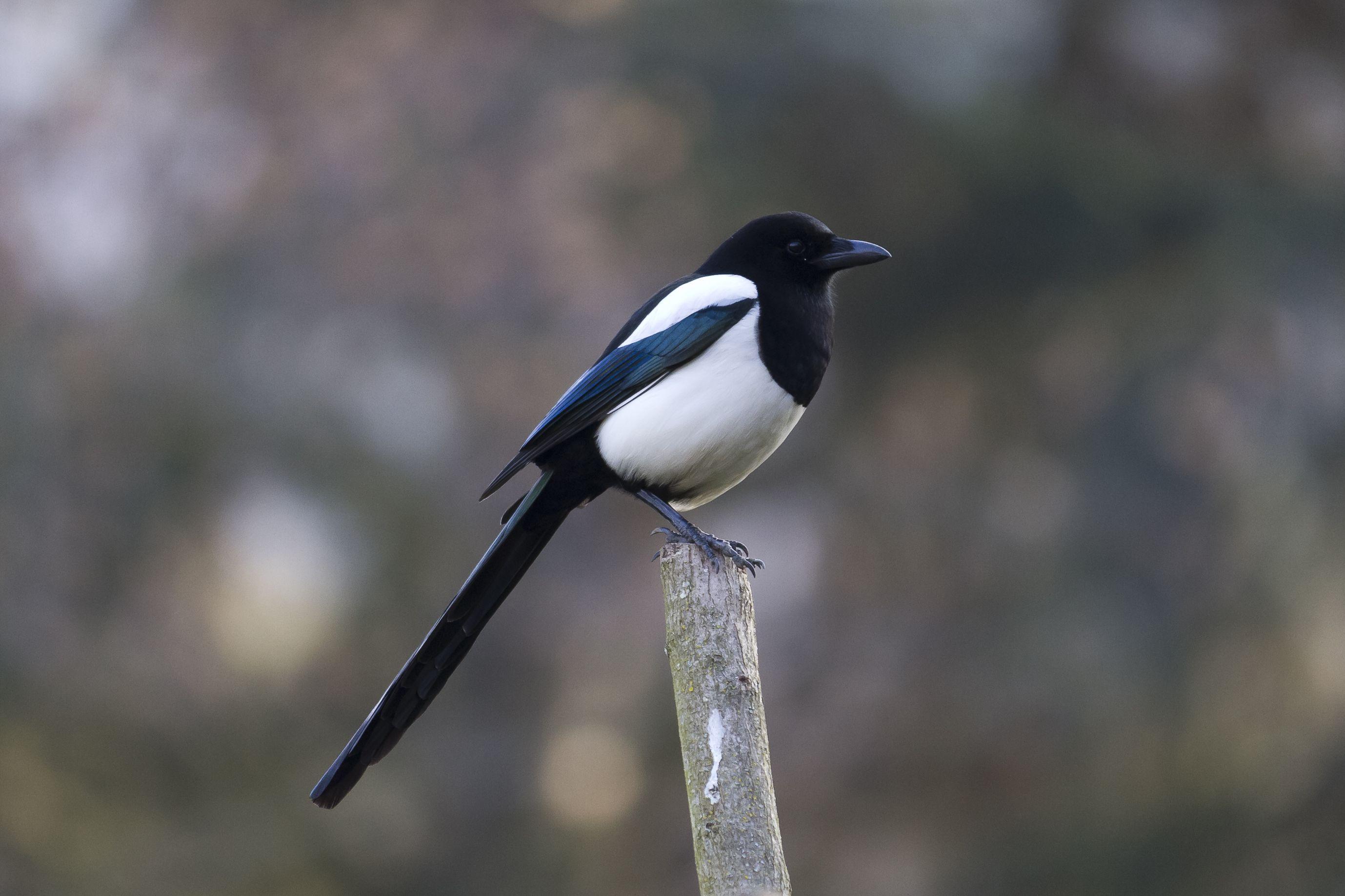 Magpie Wallpapers - Top Free Magpie Backgrounds - WallpaperAccess