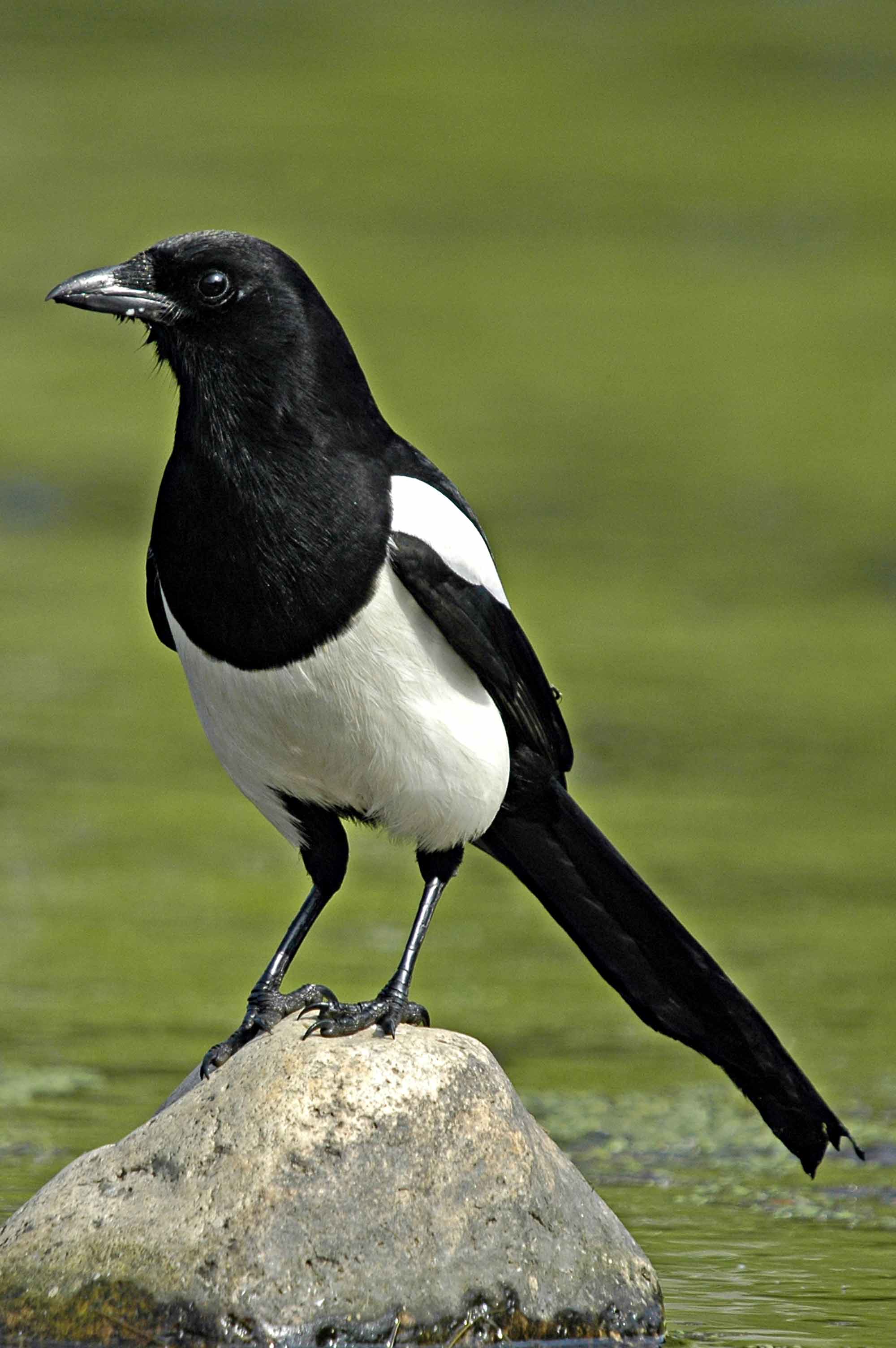 Magpie Wallpapers - Top Free Magpie Backgrounds - WallpaperAccess