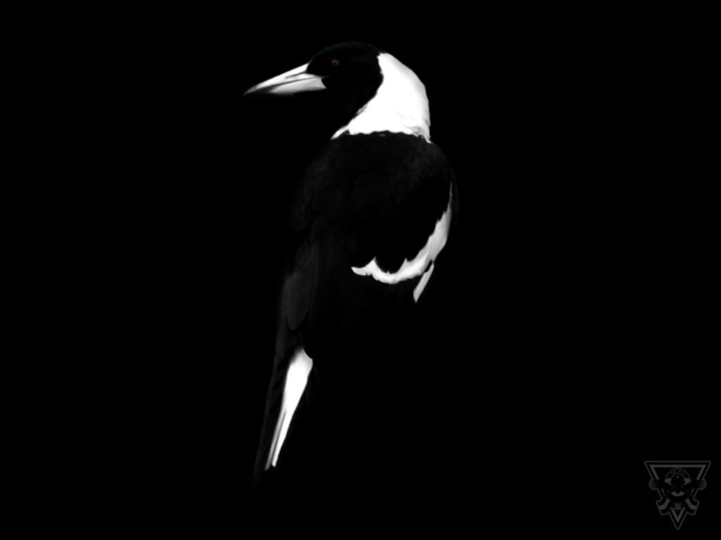 Magpie Wallpapers - Top Free Magpie Backgrounds - WallpaperAccess