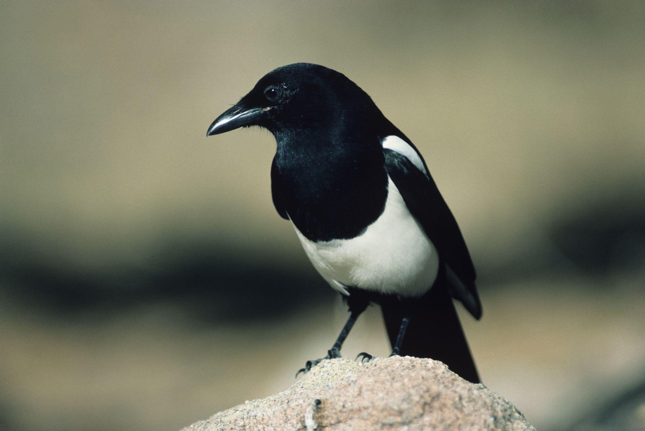 Magpie Wallpapers - Top Free Magpie Backgrounds - WallpaperAccess