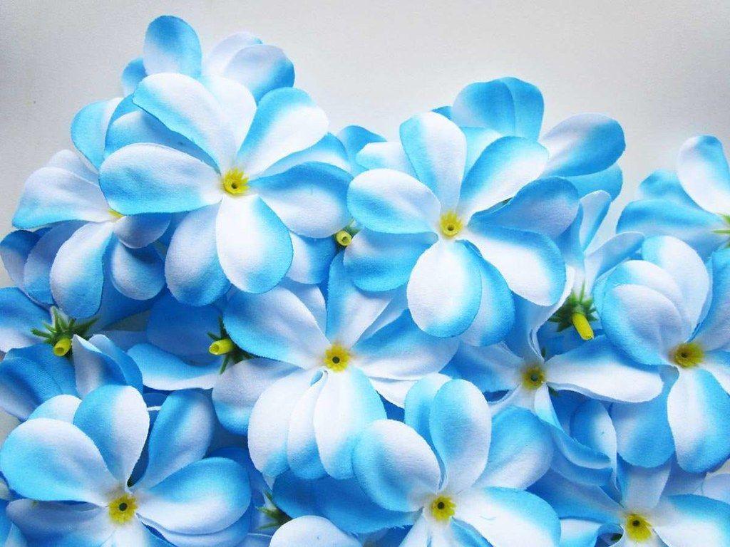 Cute Blue Flower Wallpapers - Top Free Cute Blue Flower Backgrounds ...