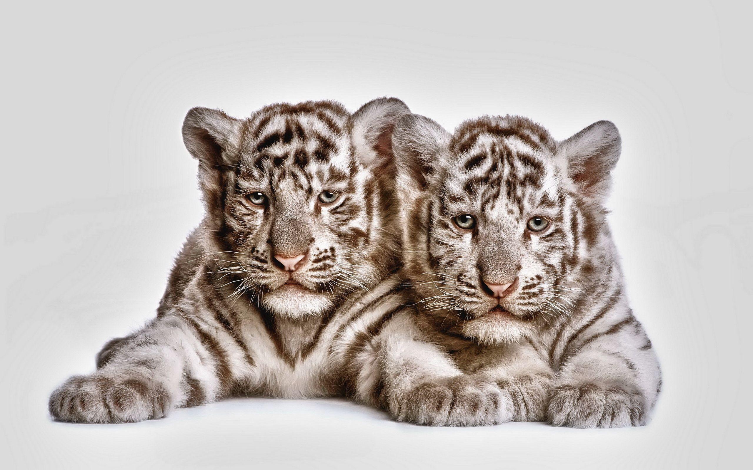 White Tiger Cubs Wallpapers - Top Free White Tiger Cubs Backgrounds ...