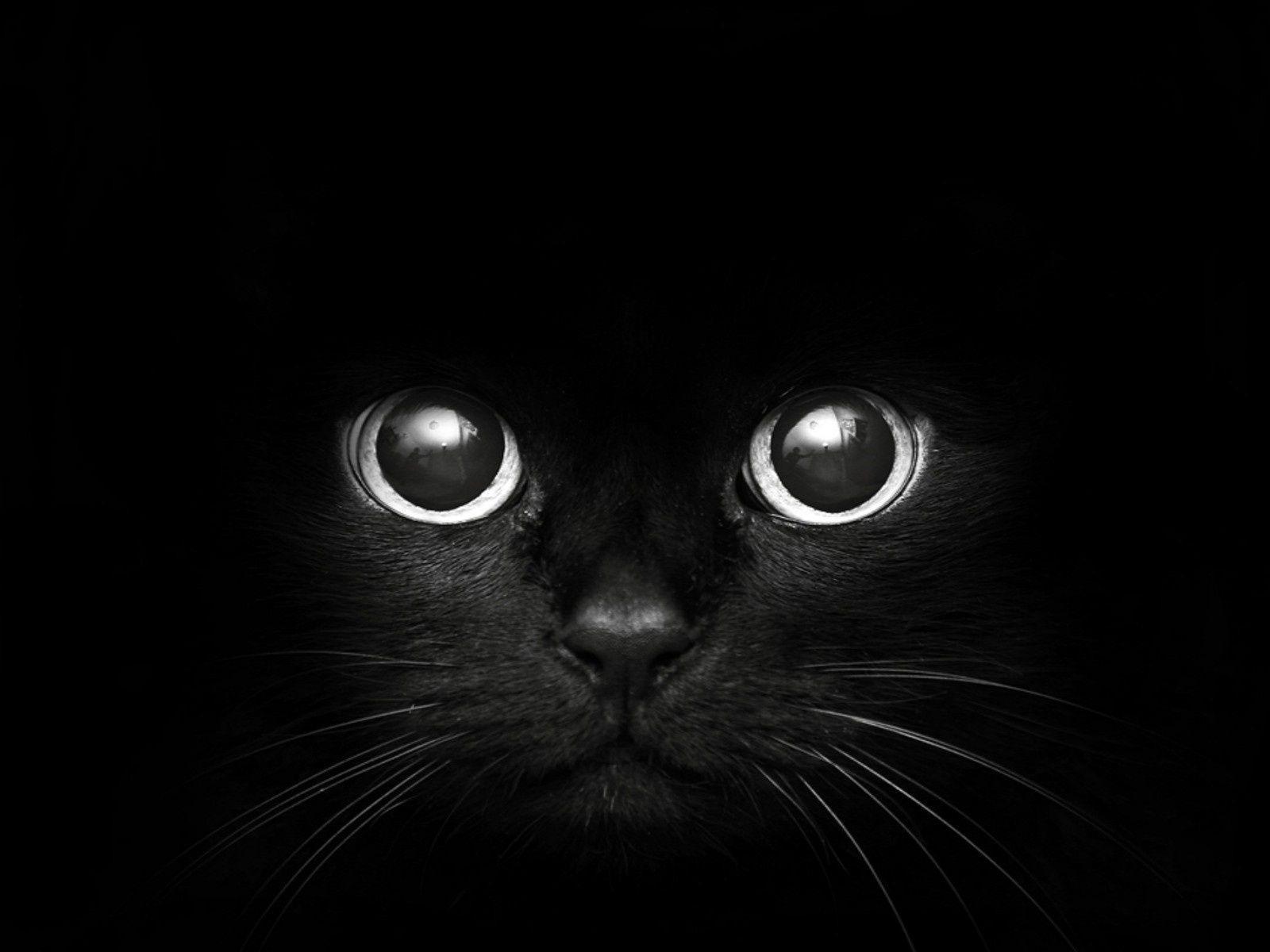 Eyes in the Dark Wallpapers - Top Free Eyes in the Dark Backgrounds ...