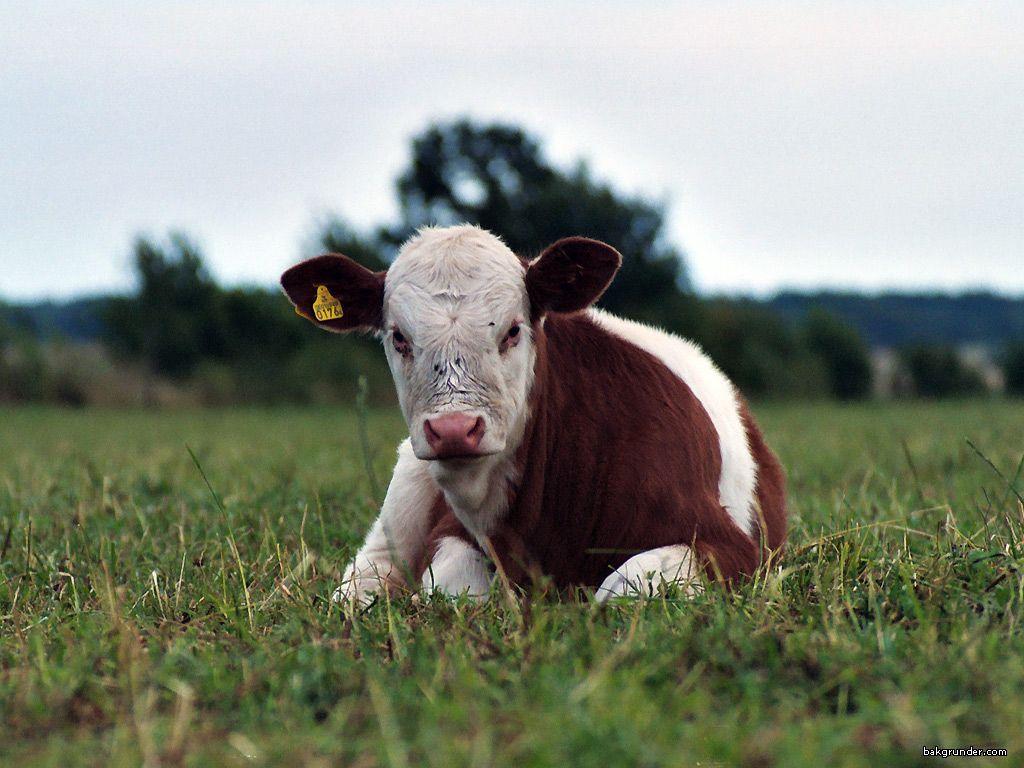 Baby Calf Wallpapers - Top Free Baby Calf Backgrounds - WallpaperAccess